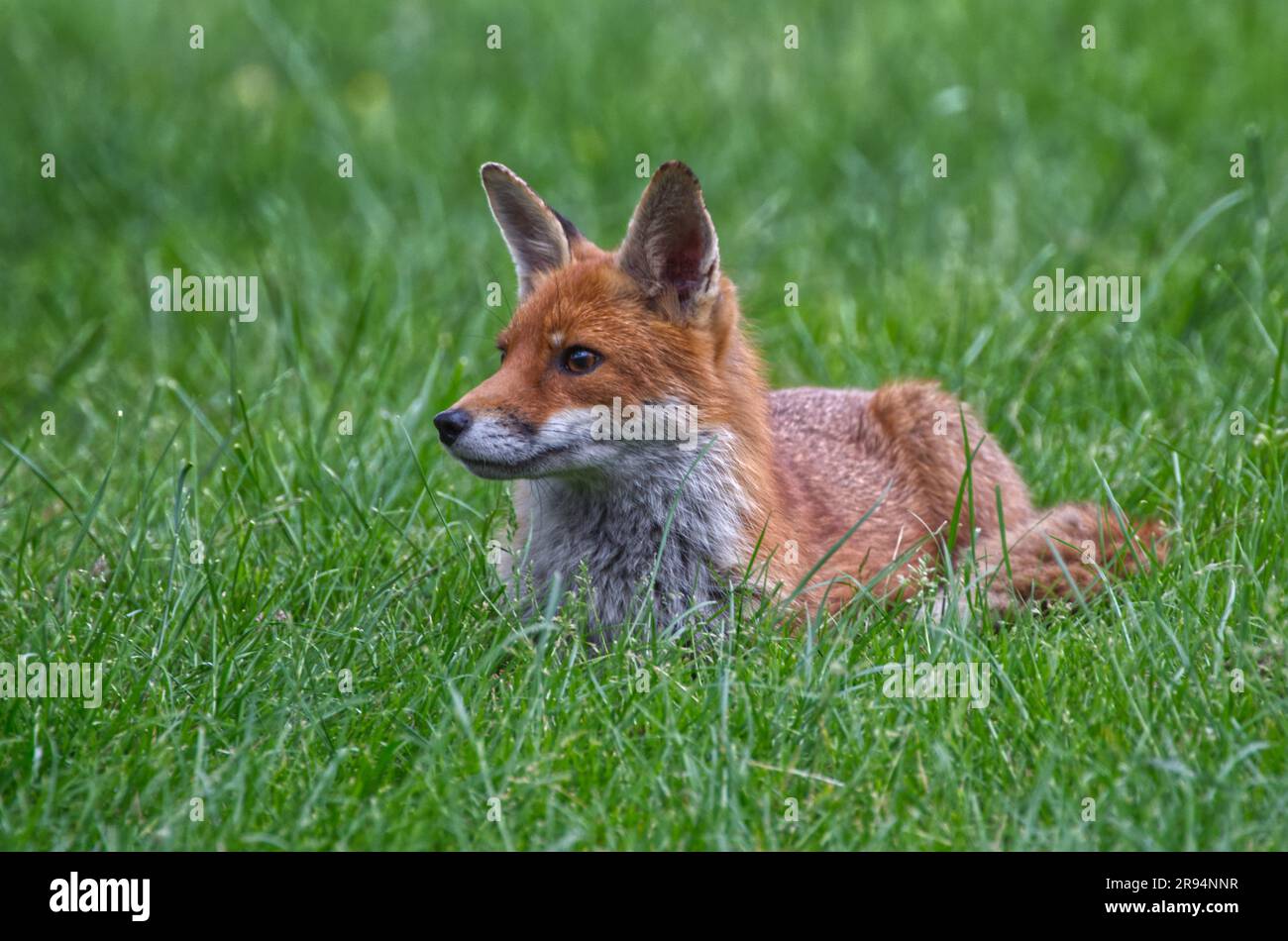 Detailed shots of red foxes hi-res stock photography and images - Alamy