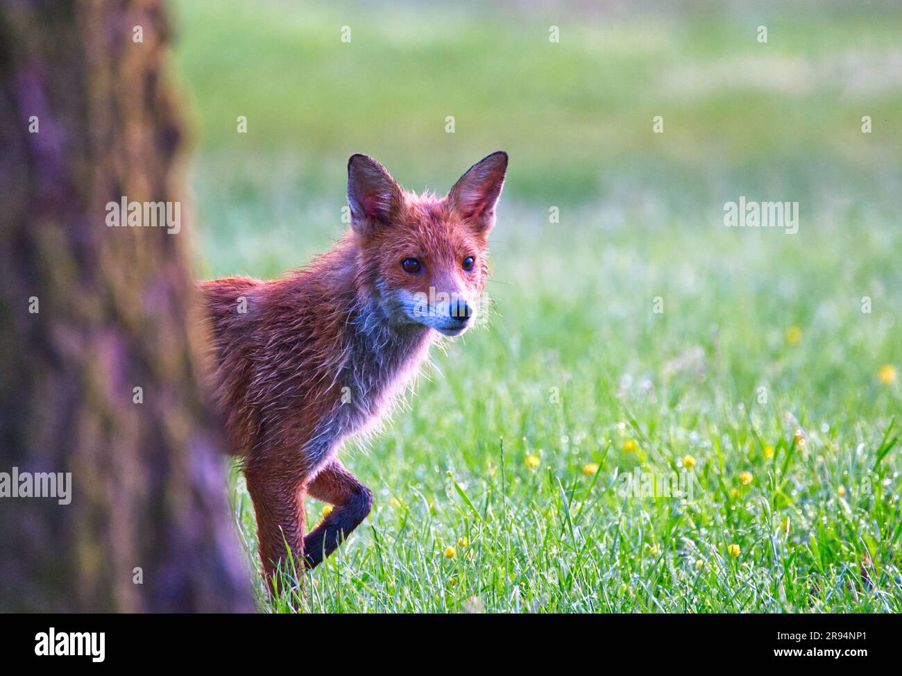 Red fox stance hi-res stock photography and images - Alamy