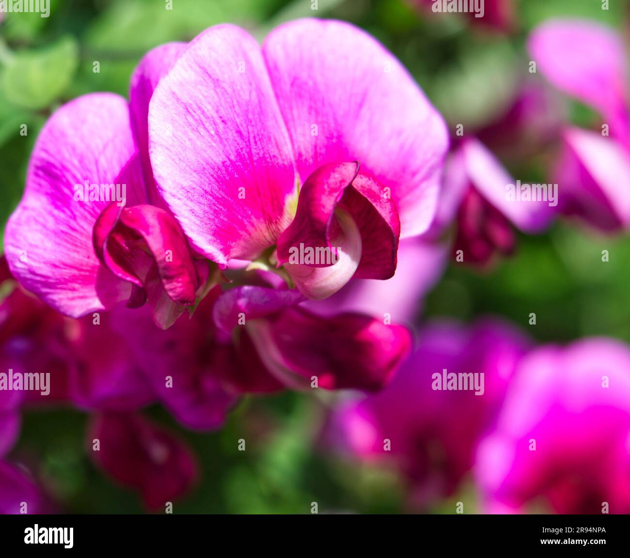 Sweet Pea flower Stock Photo - Alamy