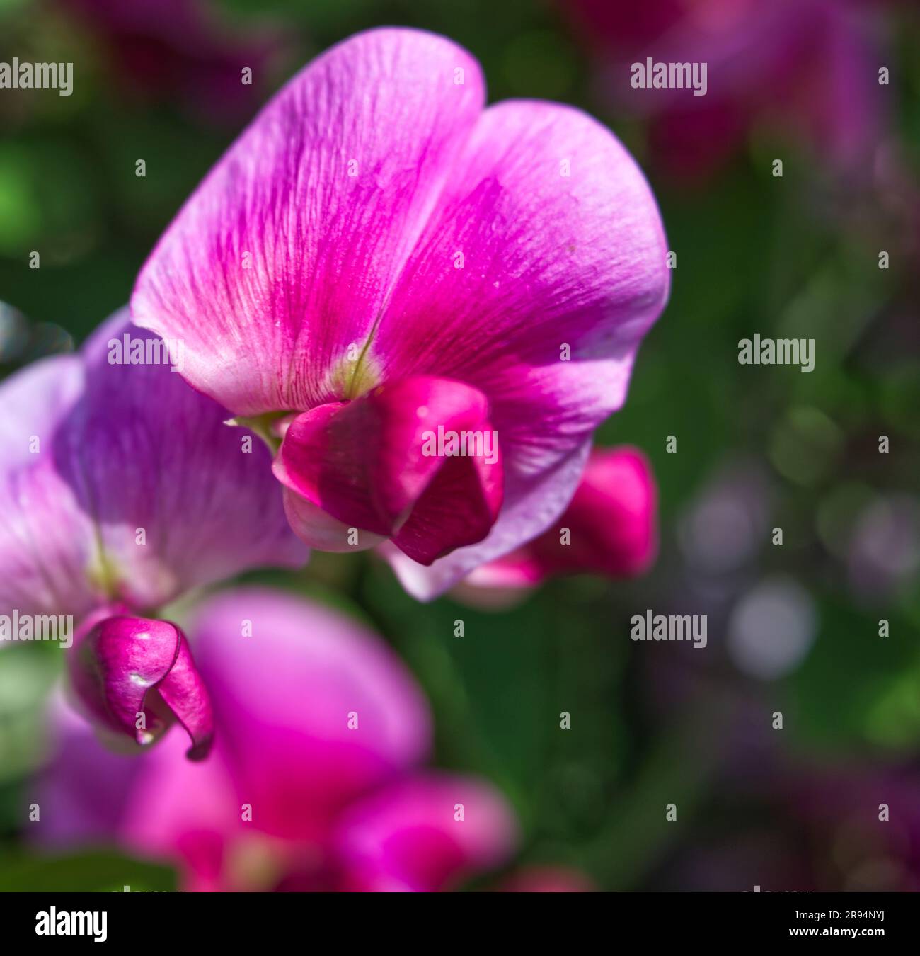 Sweet Pea flower Stock Photo - Alamy