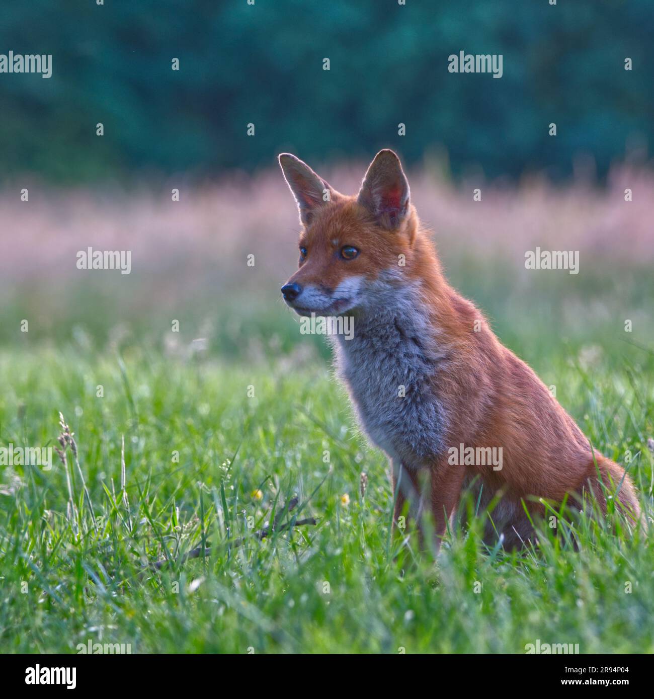 Beautiful shots of red fox hi-res stock photography and images - Alamy