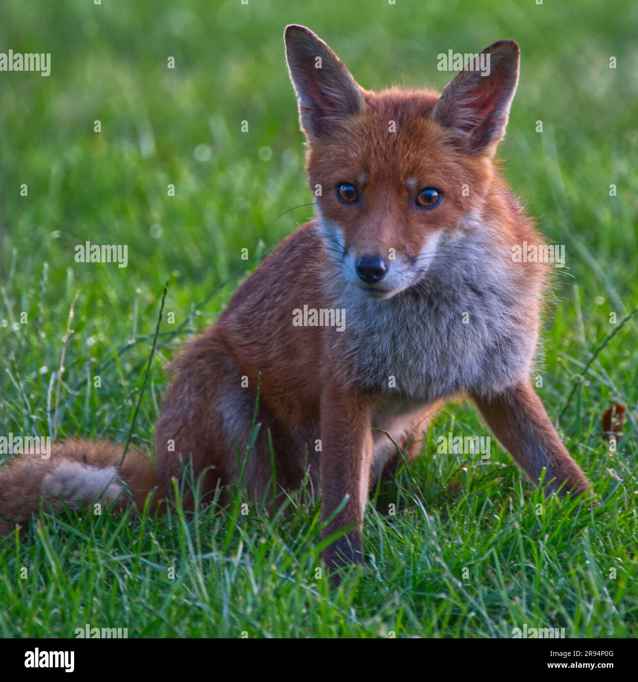 Detailed shots of red foxes hi-res stock photography and images - Alamy