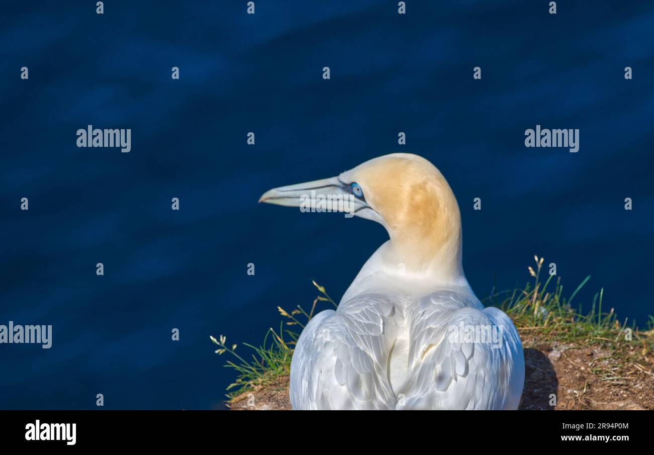 Gannet head portrait hi-res stock photography and images - Alamy