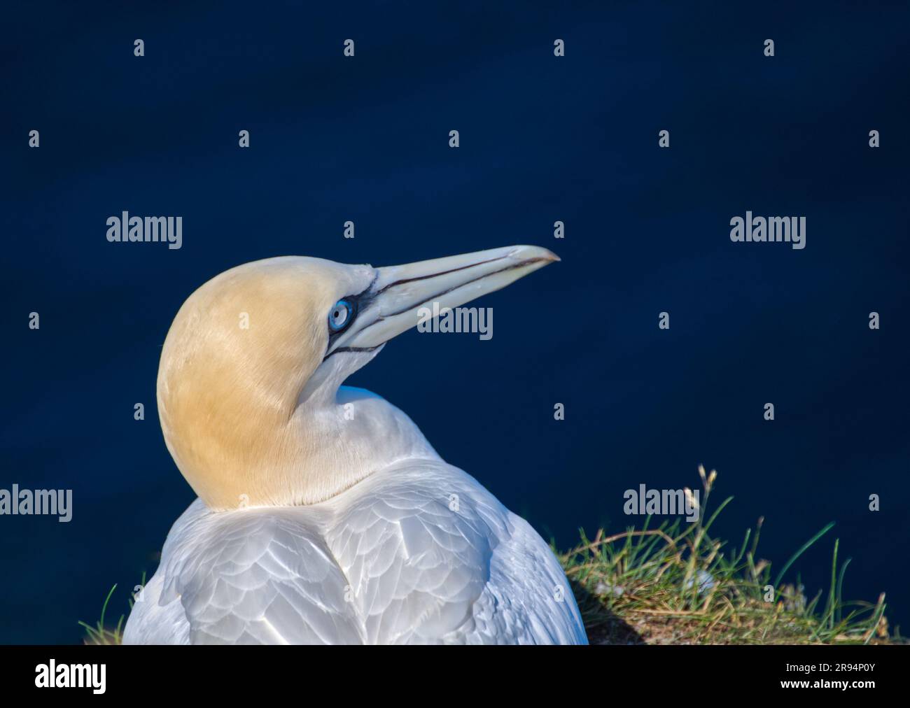 Gannet head portrait hi-res stock photography and images - Alamy