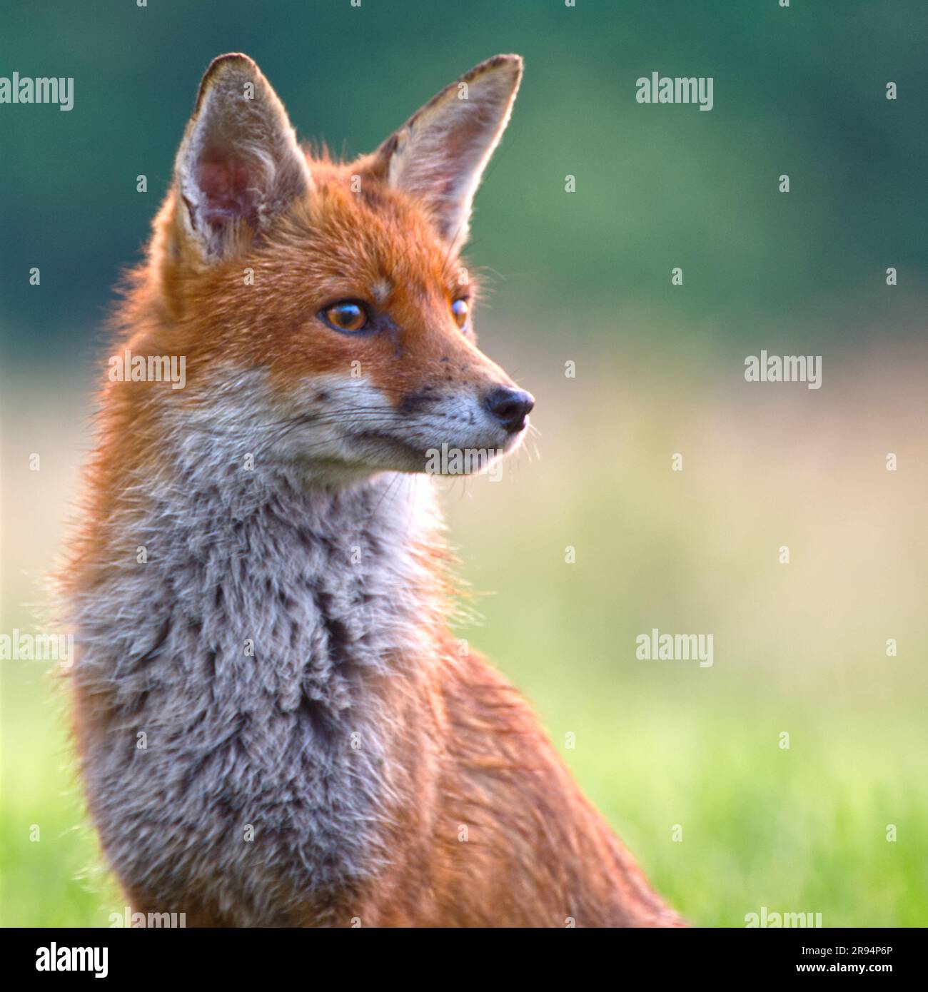 Detailed shots of red foxes hi-res stock photography and images - Alamy
