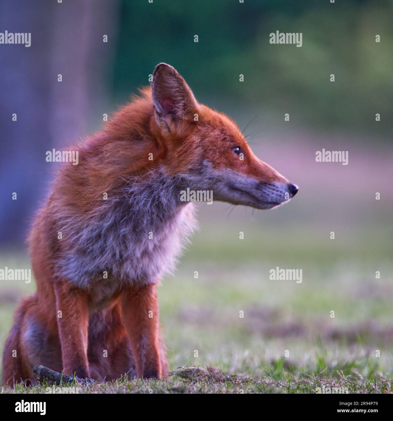 Red fox stance hi-res stock photography and images - Alamy