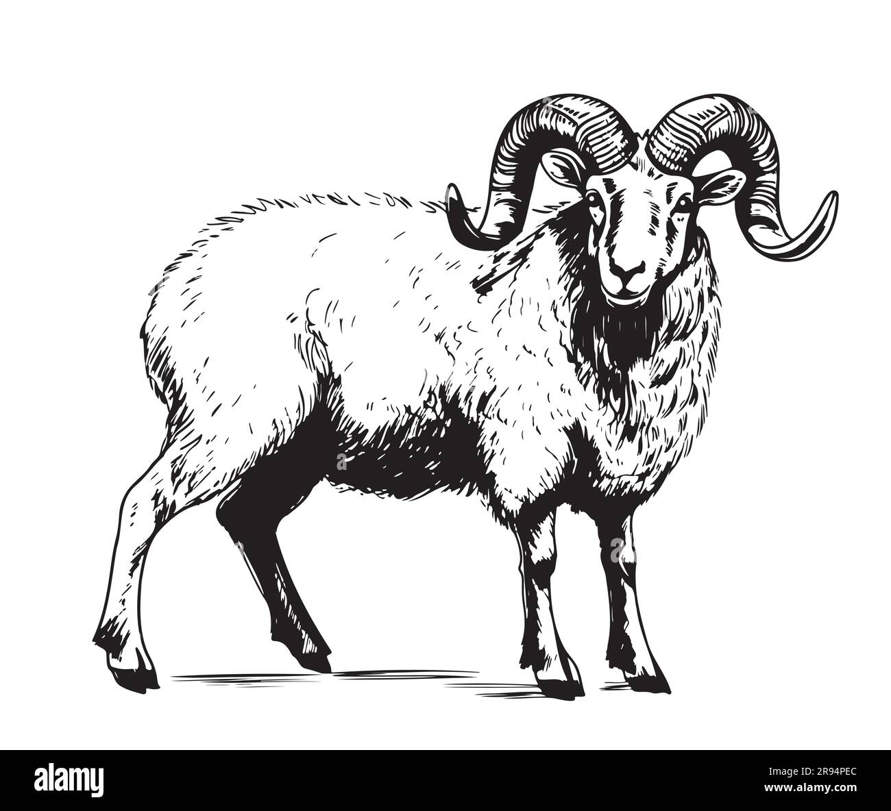 Ram sheep with horn sketch hand drawn in doodle style illustration ... Ram sheep with horn sketch hand drawn in doodle style illustration ...
