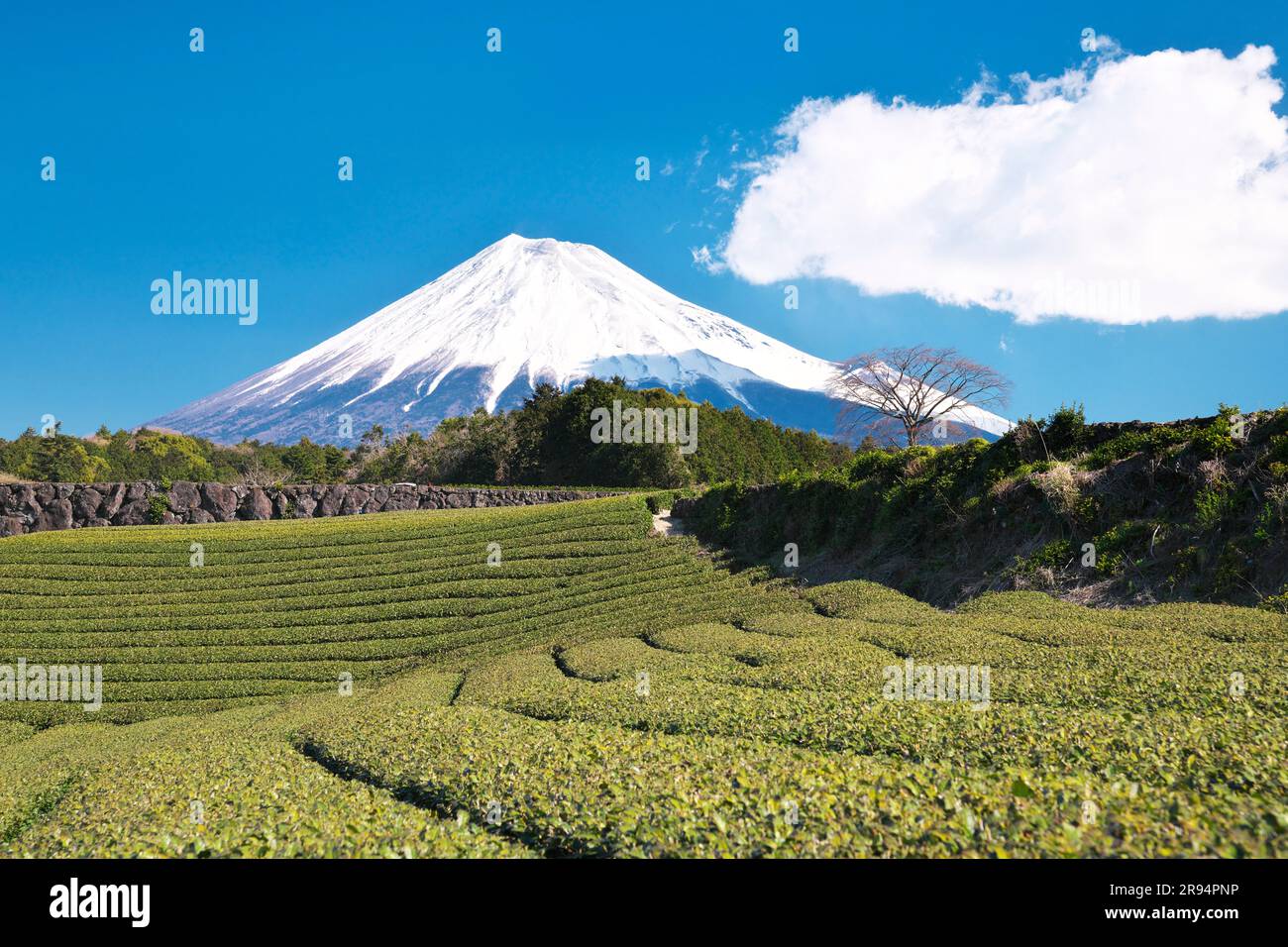 Tea Plantations and Mount Fuji Stock Photo - Alamy