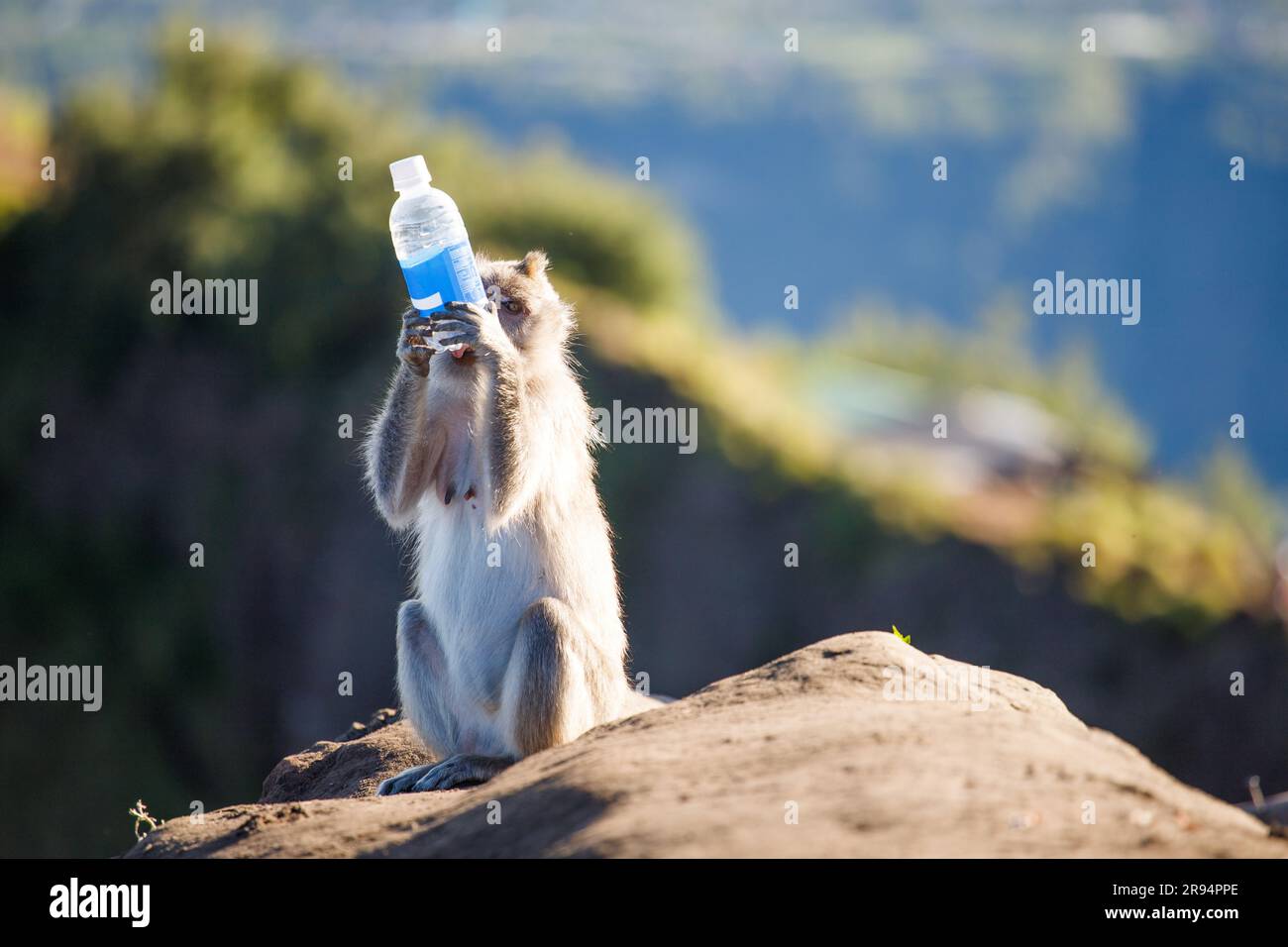 Monkey holding bottle hi-res stock photography and images - Alamy