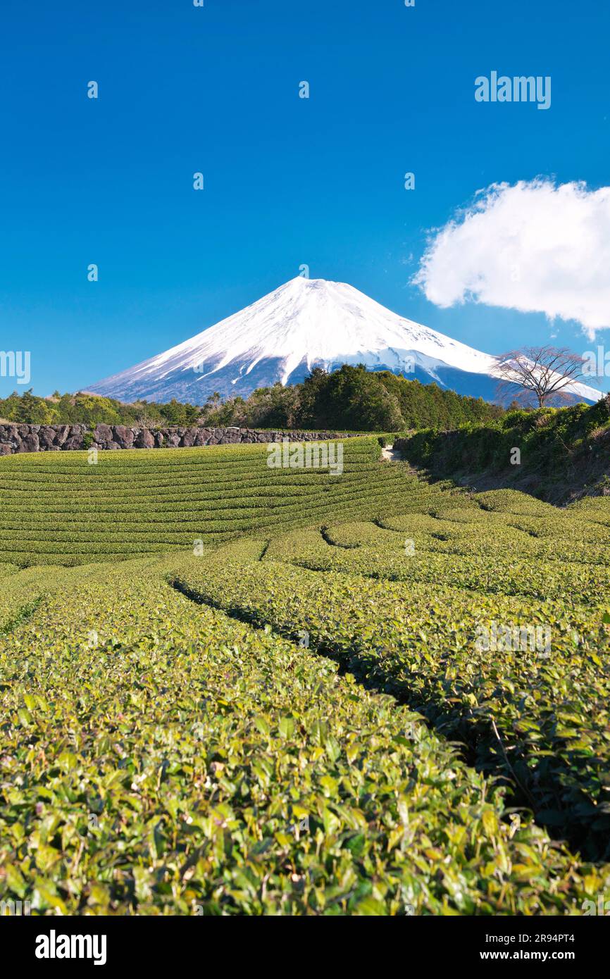 Tea Plantations and Mount Fuji Stock Photo - Alamy
