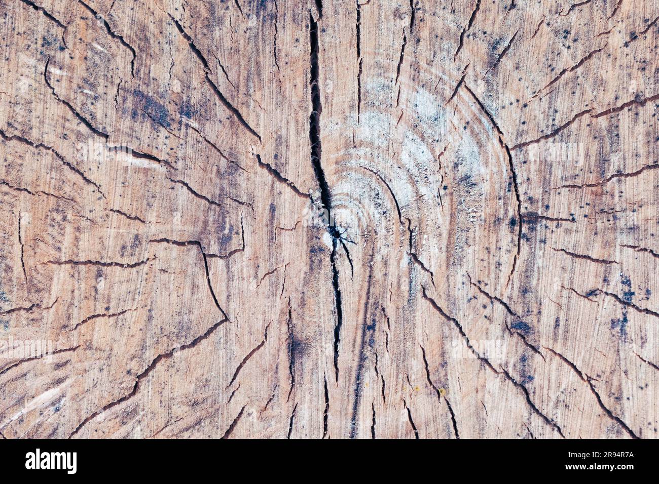 Tree rings old weathered wood texture with the cross section of a cut ...