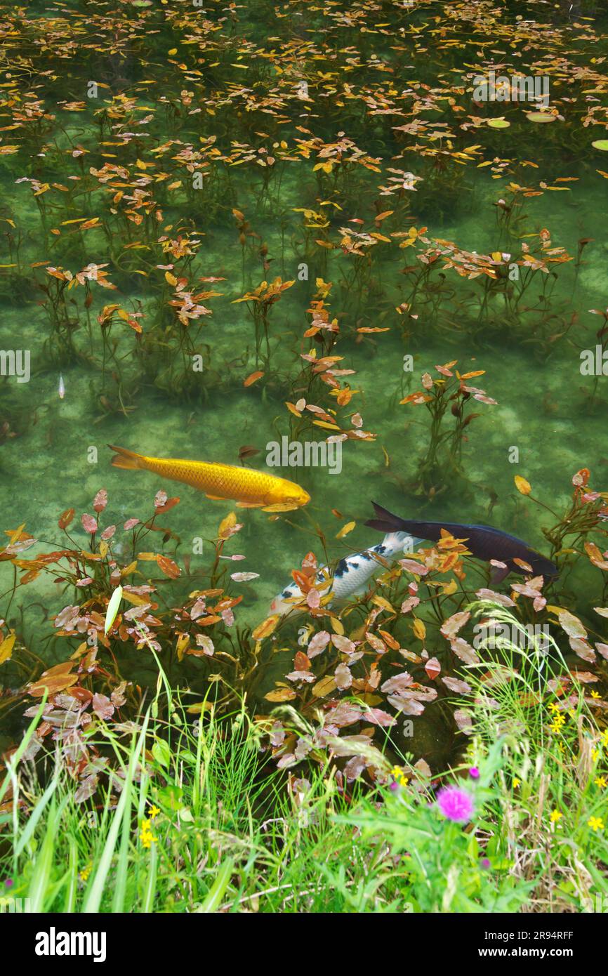 Monet's pond seki hi-res stock photography and images - Alamy