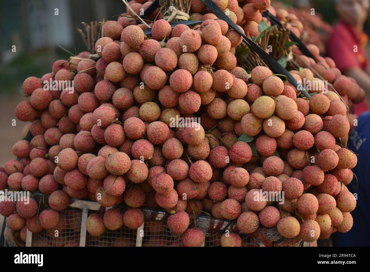 Lychee fruits litchi chinensis trees hi-res stock photography and ...