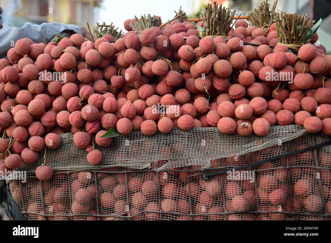 Litchi trees and lychee harvest season in Bac Giang province, Vietnam ...