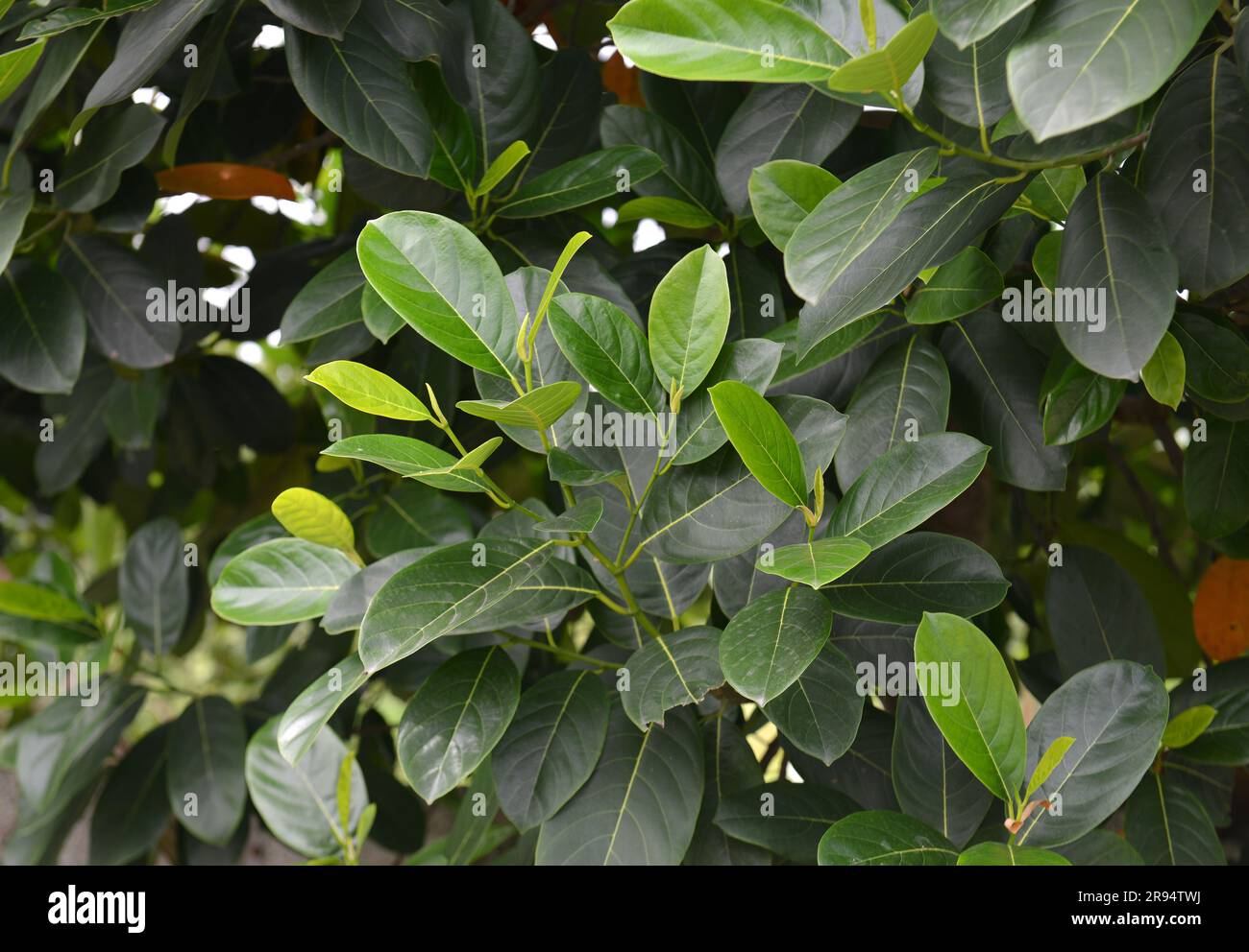 Jackfruit tree flower hi-res stock photography and images - Alamy