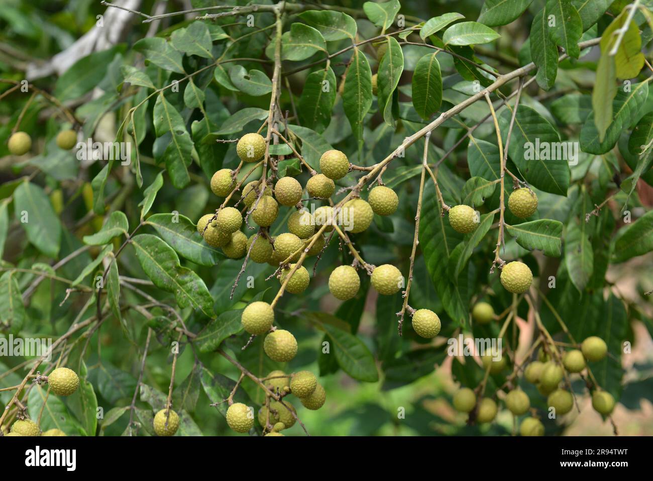 Longan tree is bearing fruit in the garden. Longan season in Summer. 열대 ...
