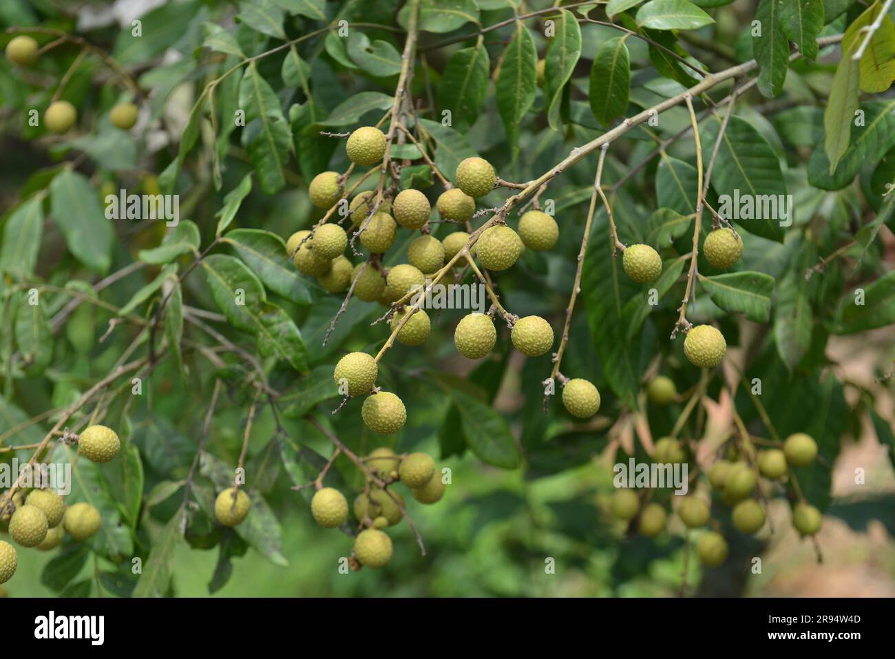 Longan tree is bearing fruit in the garden. Longan season in Summer. 열대 ...