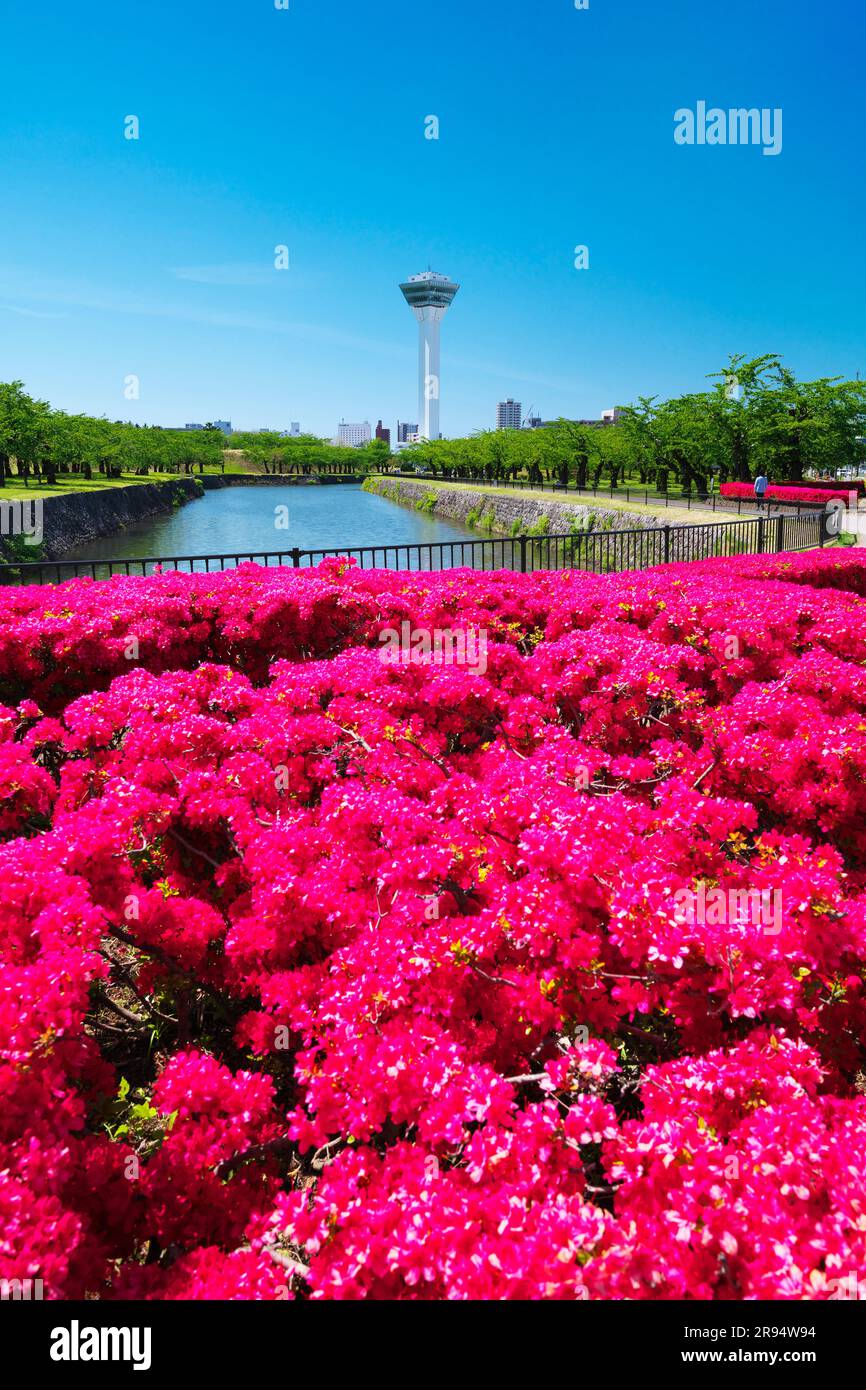 Goryokaku Park and Goryokaku Tower and azaleas Stock Photo - Alamy