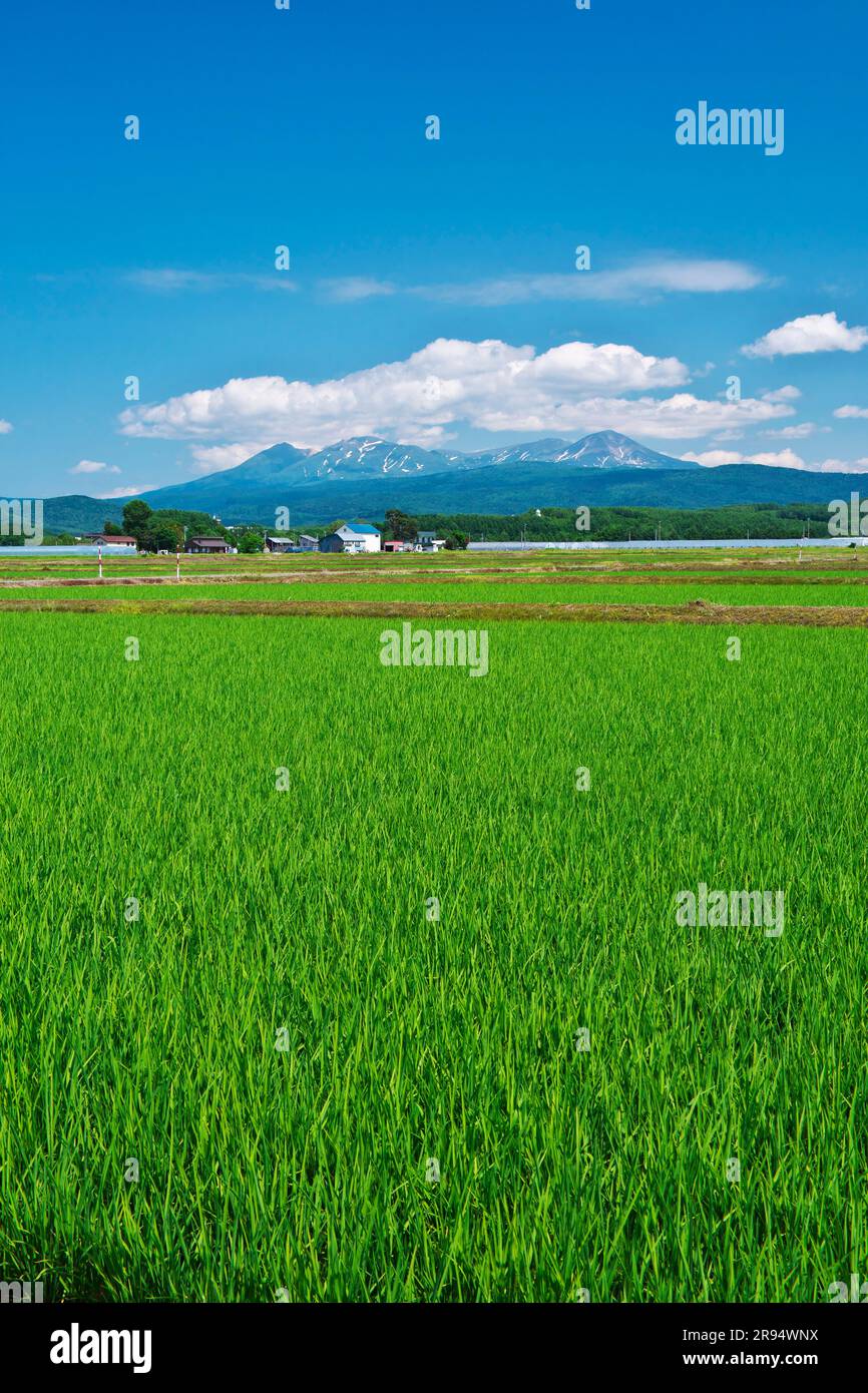 Rice field hokkaido japan hi-res stock photography and images - Alamy