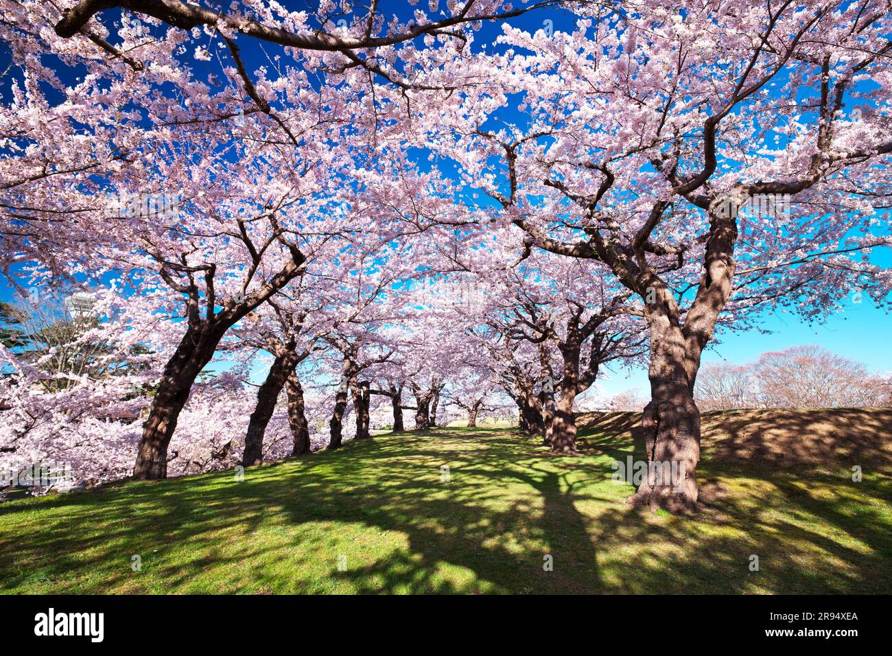 Goryokaku Park and Cherry Blossoms Stock Photo - Alamy