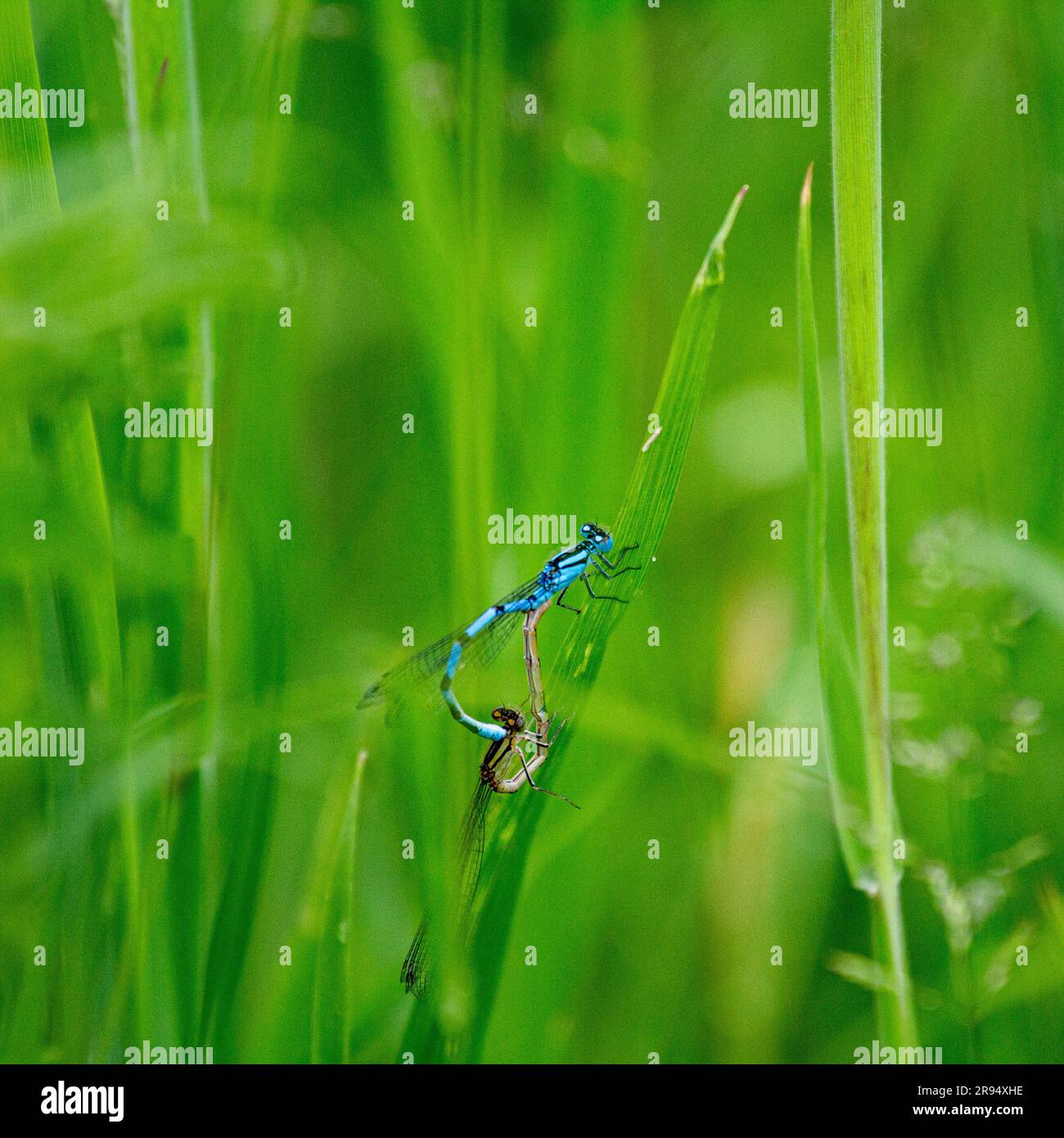 Dundee clatto country park hi-res stock photography and images - Alamy