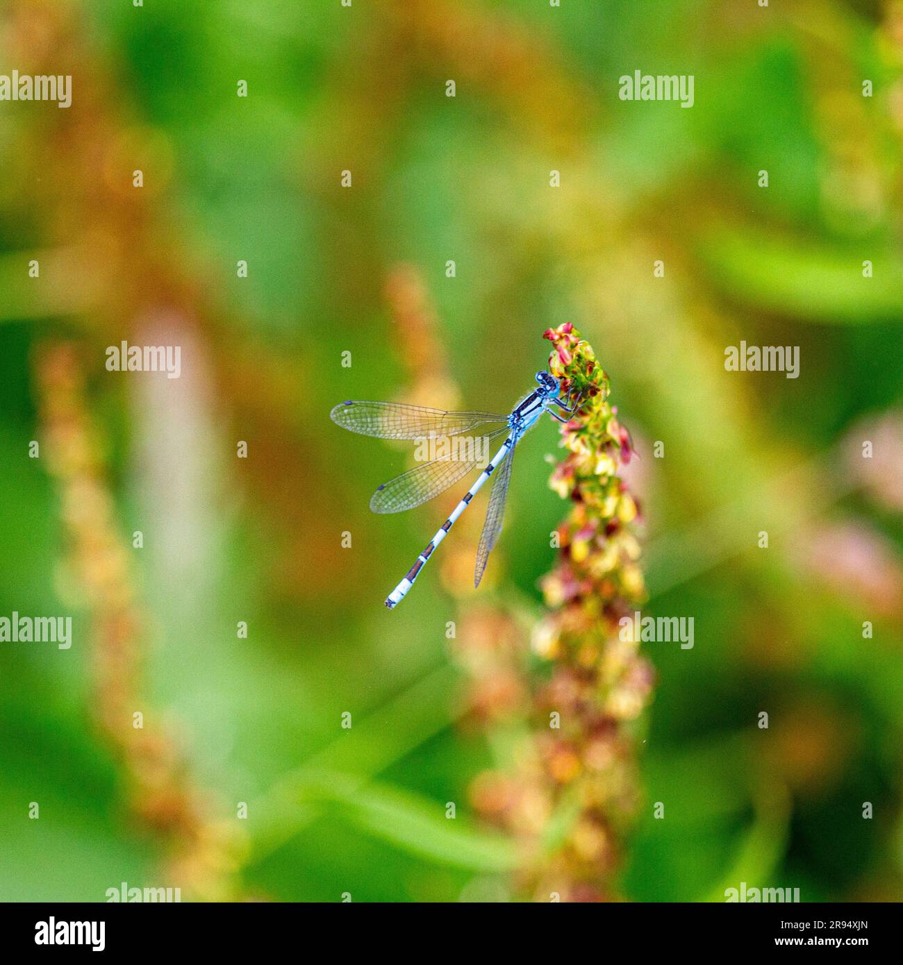 Clatto country park hi-res stock photography and images - Alamy