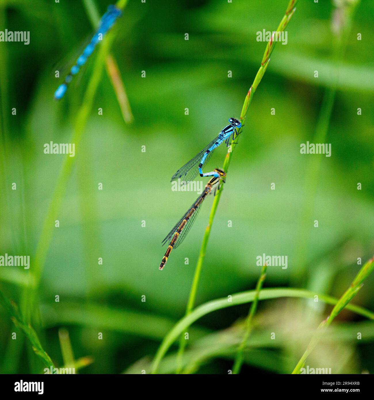 Dundee clatto country park hi-res stock photography and images - Alamy