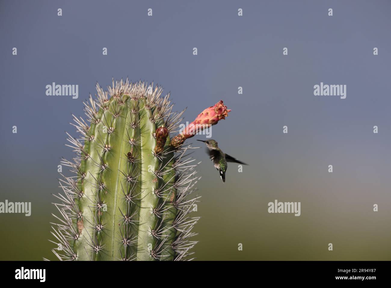 Vervain hummingbird (Mellisuga minima) in Jamaica Stock Photo - Alamy