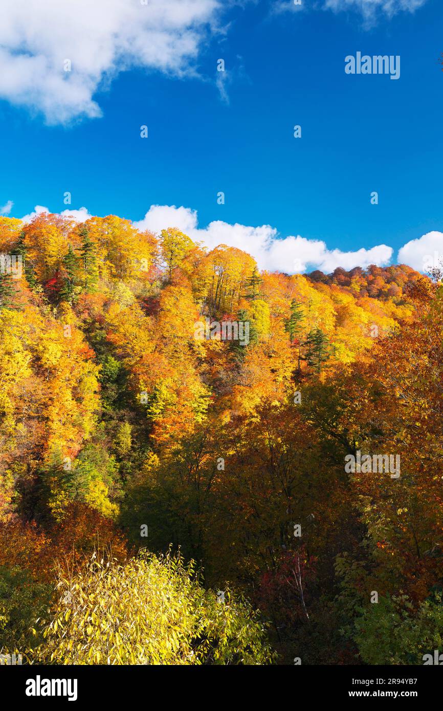 Autumn colors of Shintamagawa Onsen Stock Photo - Alamy