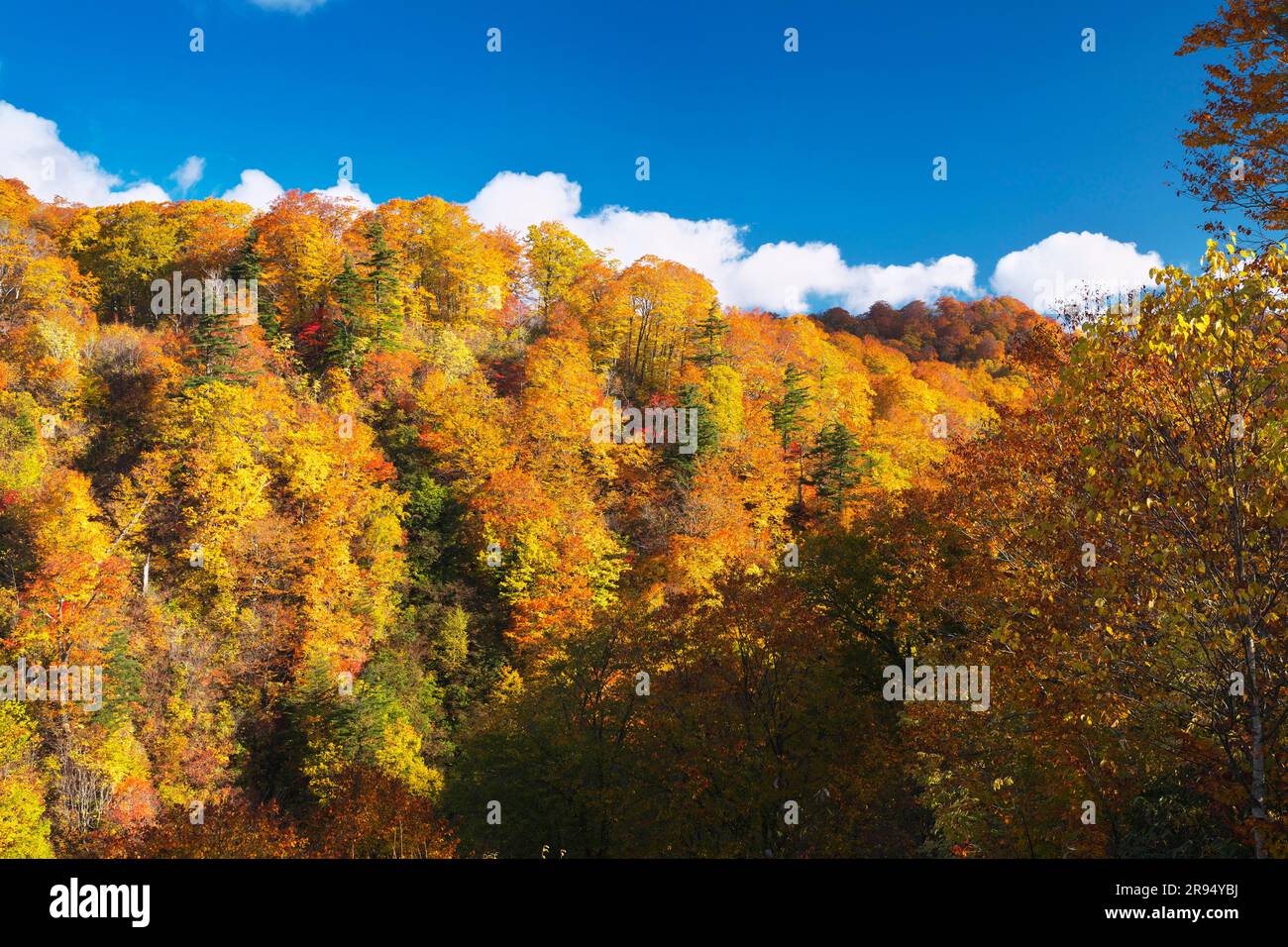 Autumn colors of Shintamagawa Onsen Stock Photo - Alamy