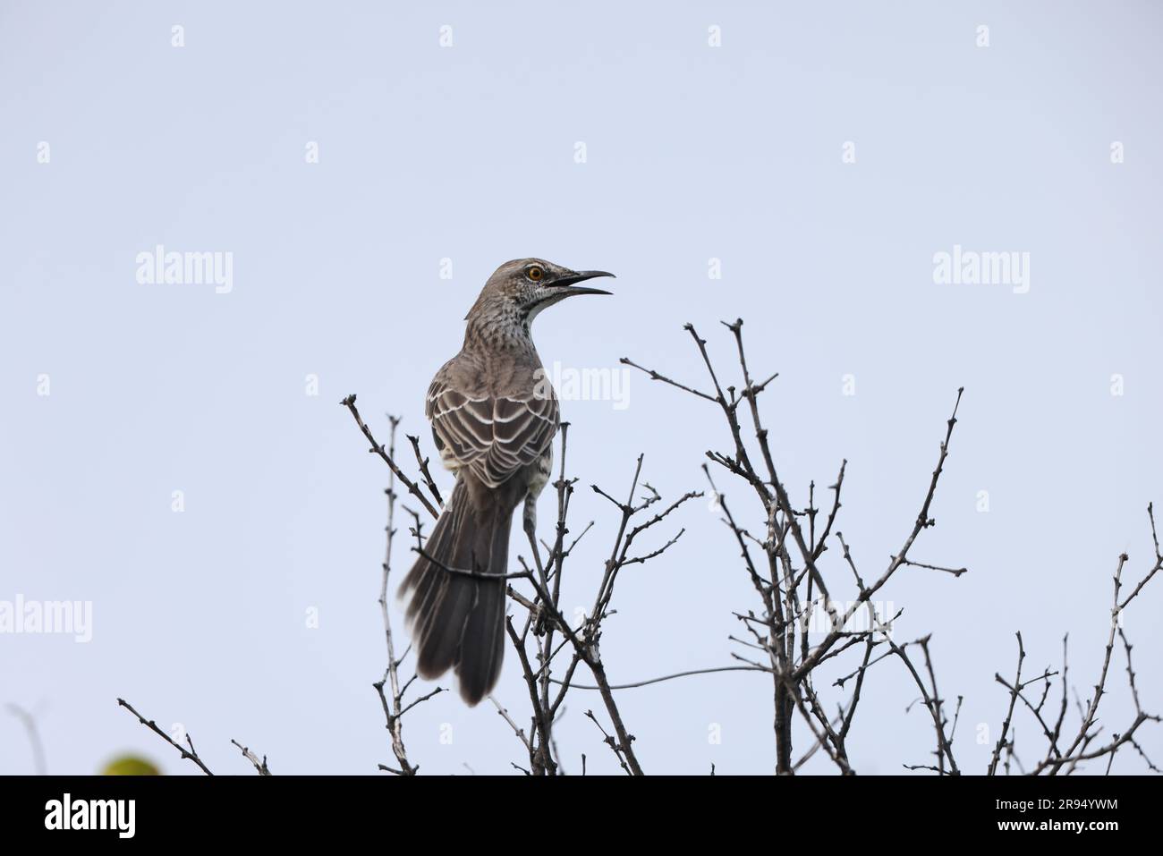 Northern mockingbird (Mimus polyglottos orpheus) in Jamaica Stock Photo ...