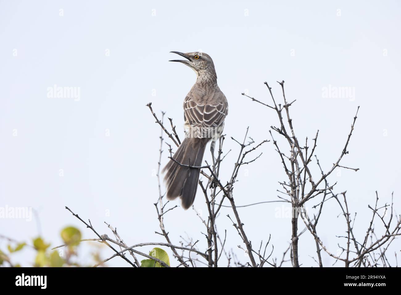 Northern mockingbird (Mimus polyglottos orpheus) in Jamaica Stock Photo ...