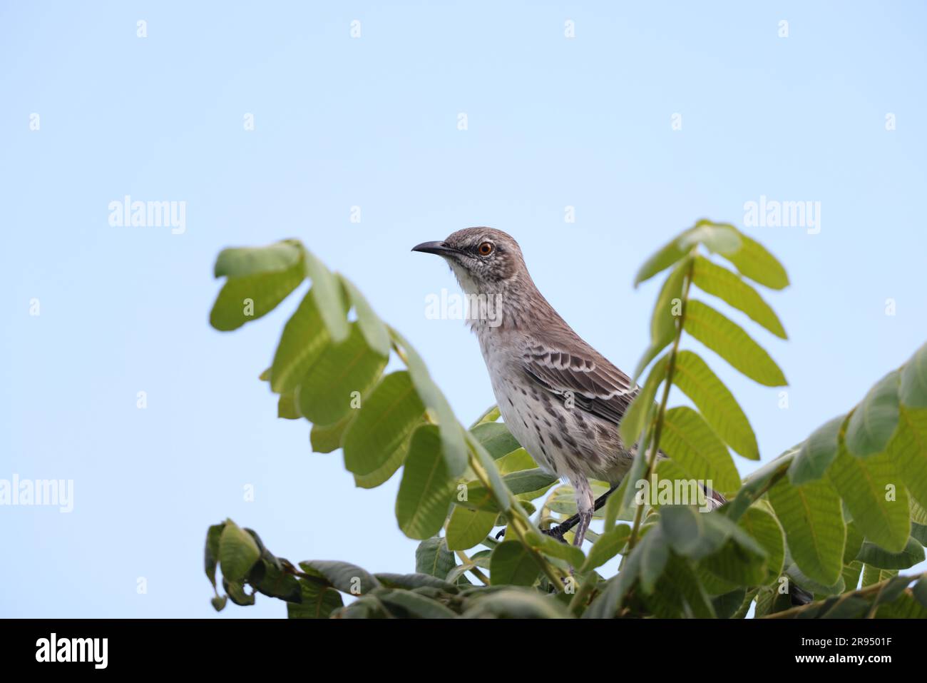 Northern mockingbird (Mimus polyglottos orpheus) in Jamaica Stock Photo ...