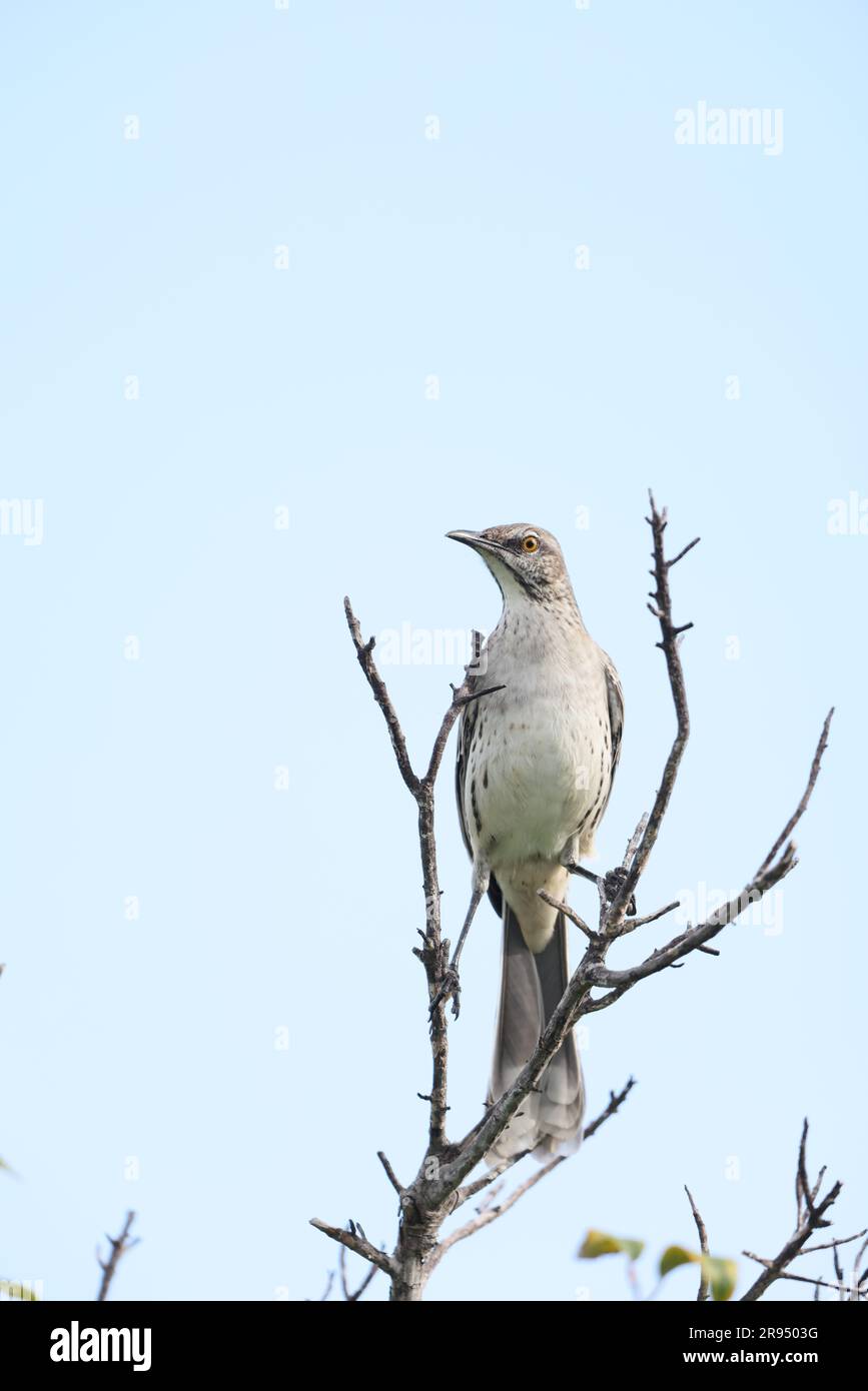 Northern mockingbird (Mimus polyglottos orpheus) in Jamaica Stock Photo ...