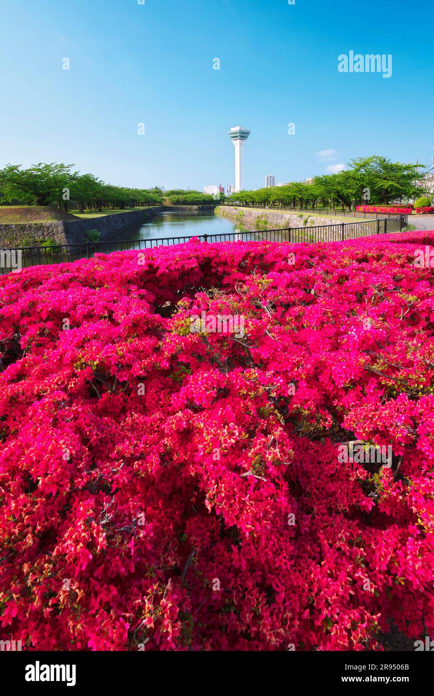 Goryokaku Tower and azaleas in Goryokaku Park Stock Photo - Alamy