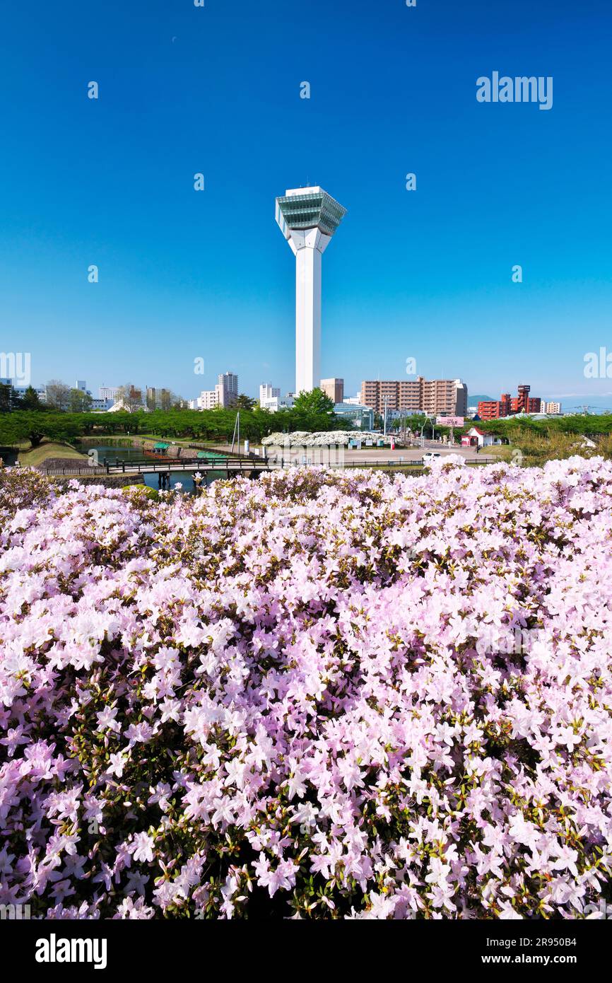 Goryokaku Tower and azaleas in Goryokaku Park Stock Photo - Alamy