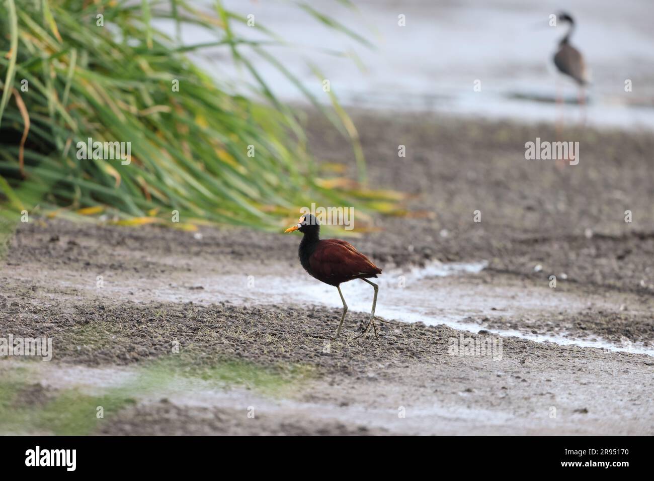 Northern jacana (Jacana spinosa) in Jamaica Stock Photo - Alamy