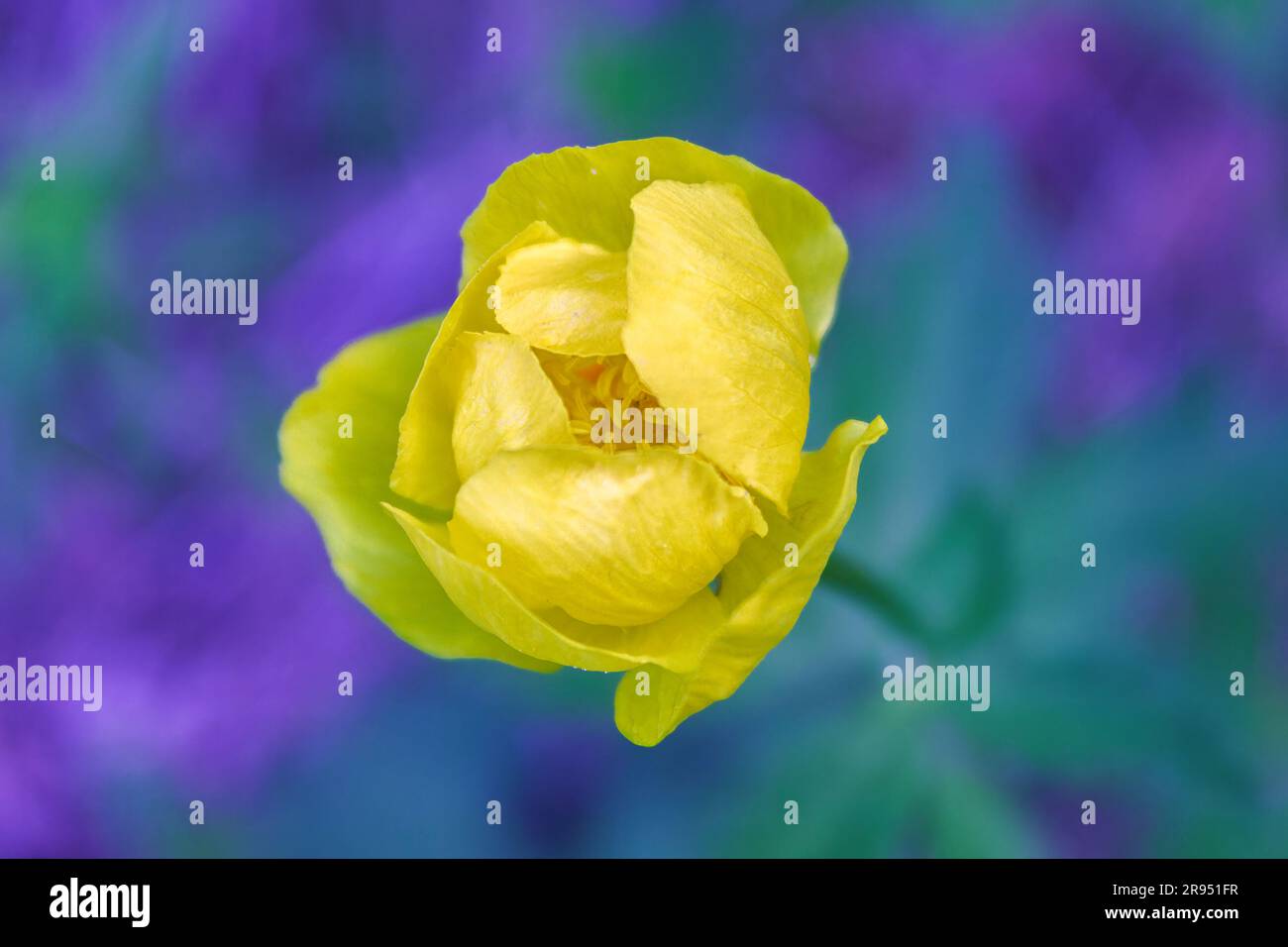 Yellow Trollius europaeus - closely related to Ranunculus, in the ...