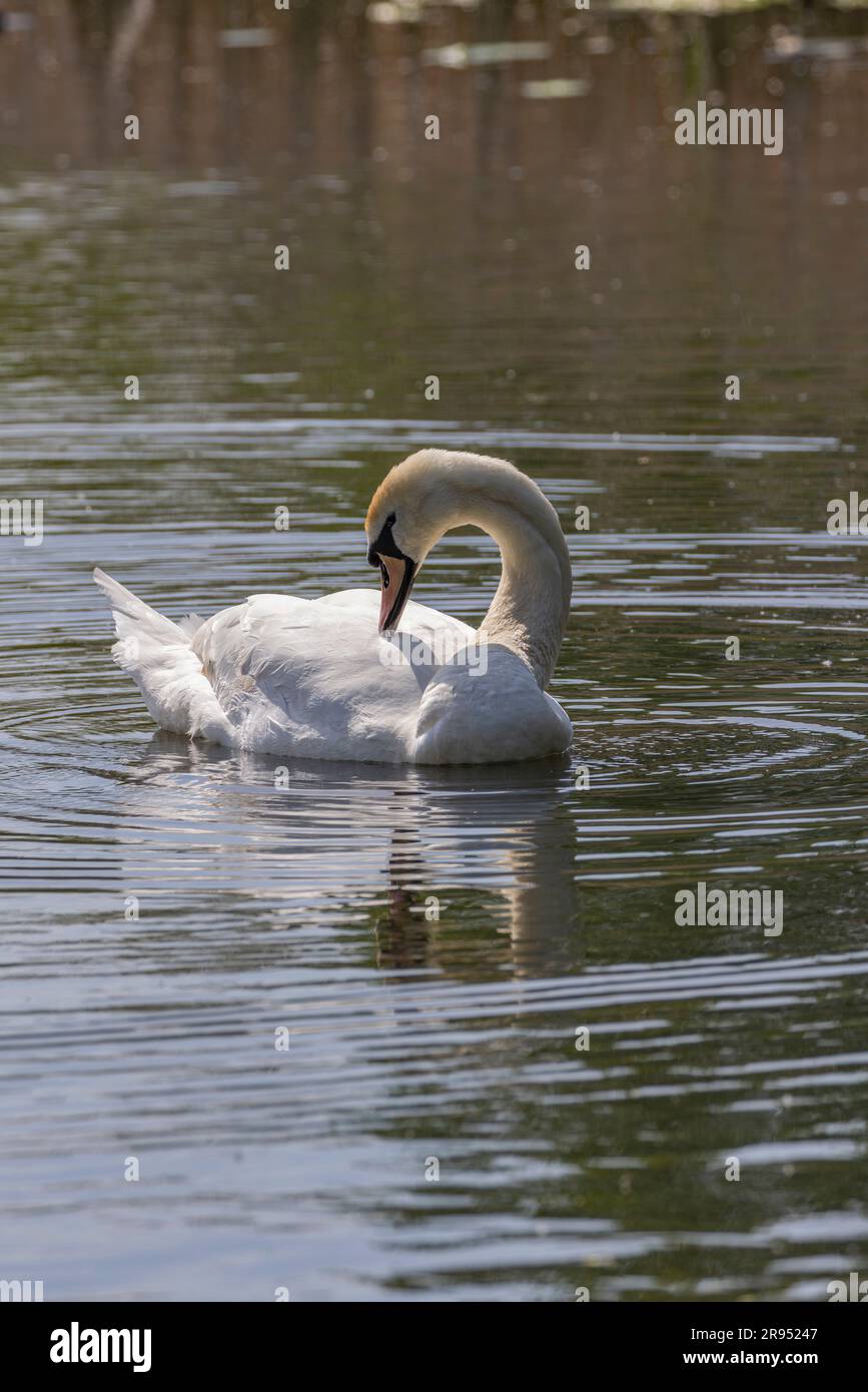 An adult swan with a disfigured neck Stock Photo - Alamy