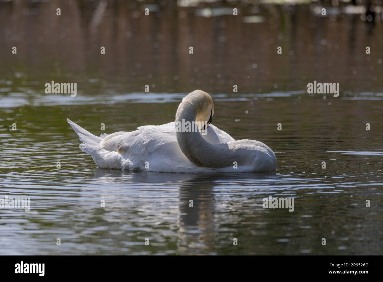 Disfigured neck hi-res stock photography and images - Alamy