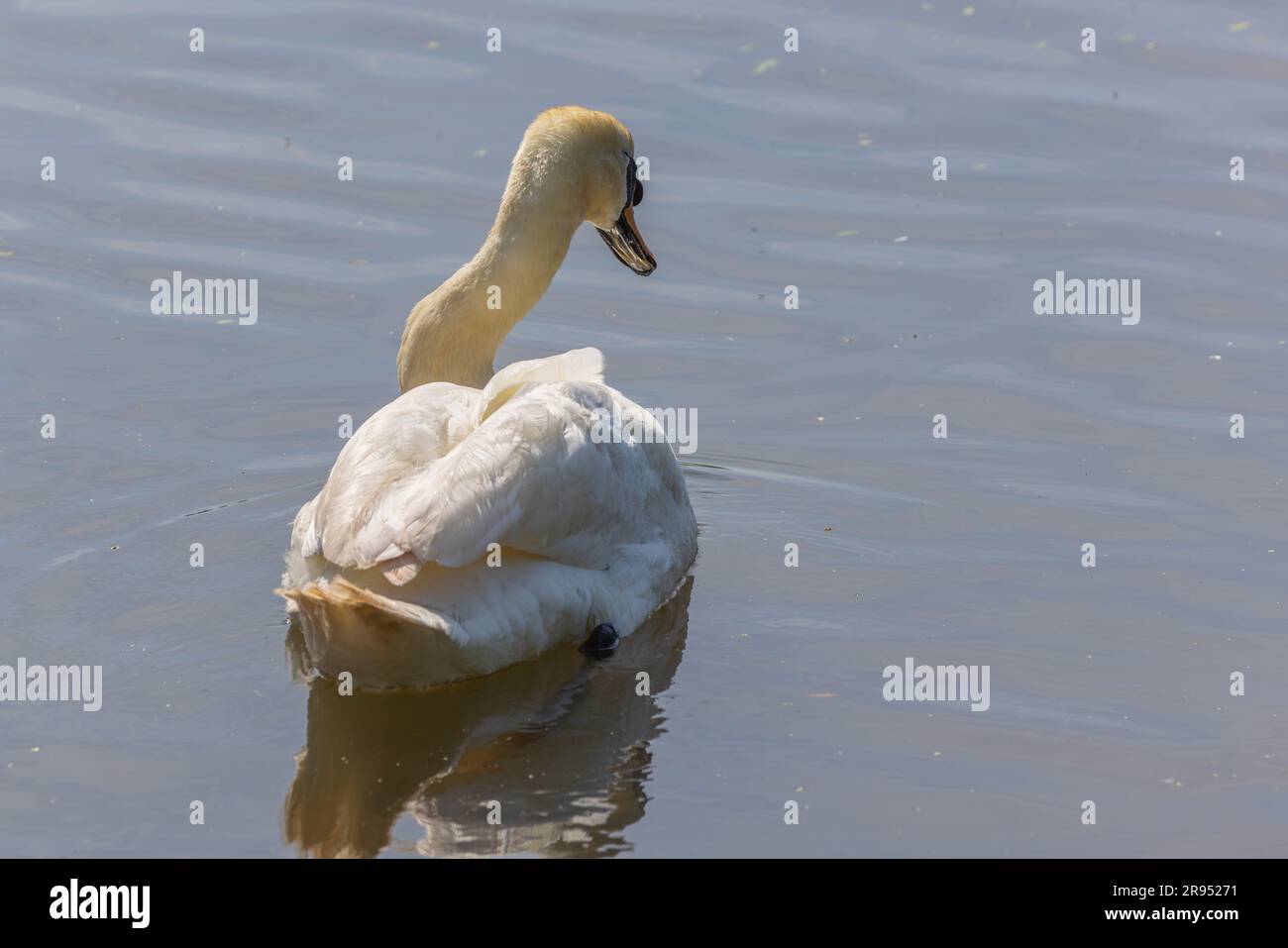 Disfigured neck hi-res stock photography and images - Alamy
