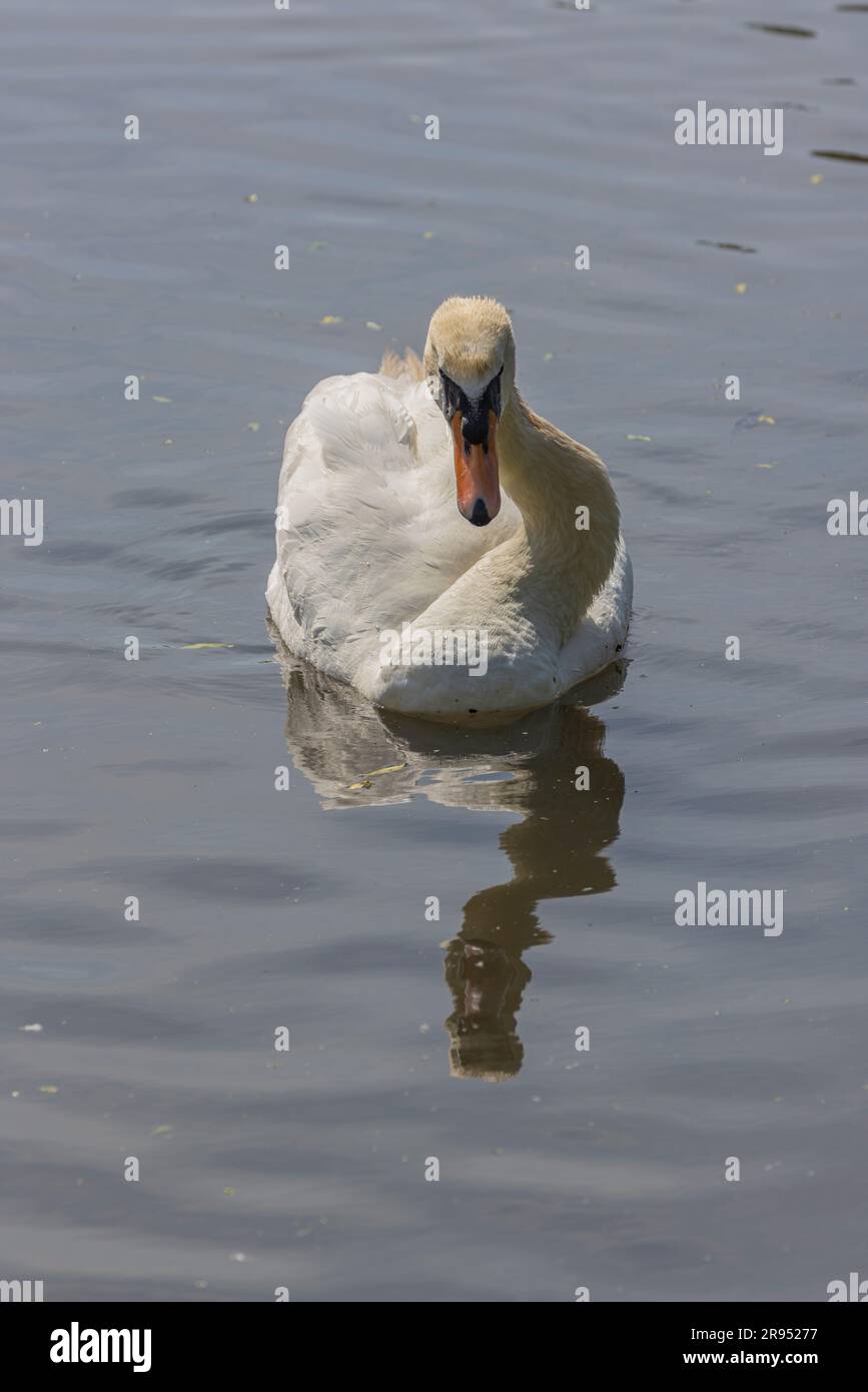 An adult swan with a disfigured neck Stock Photo - Alamy