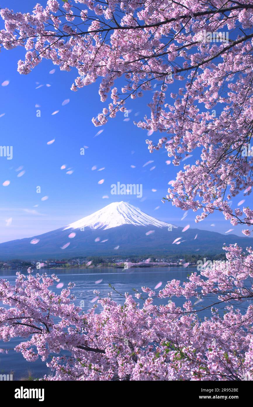 Cherry blossoms, snowy Mt. Fuji and Lake Kawaguchi Stock Photo - Alamy