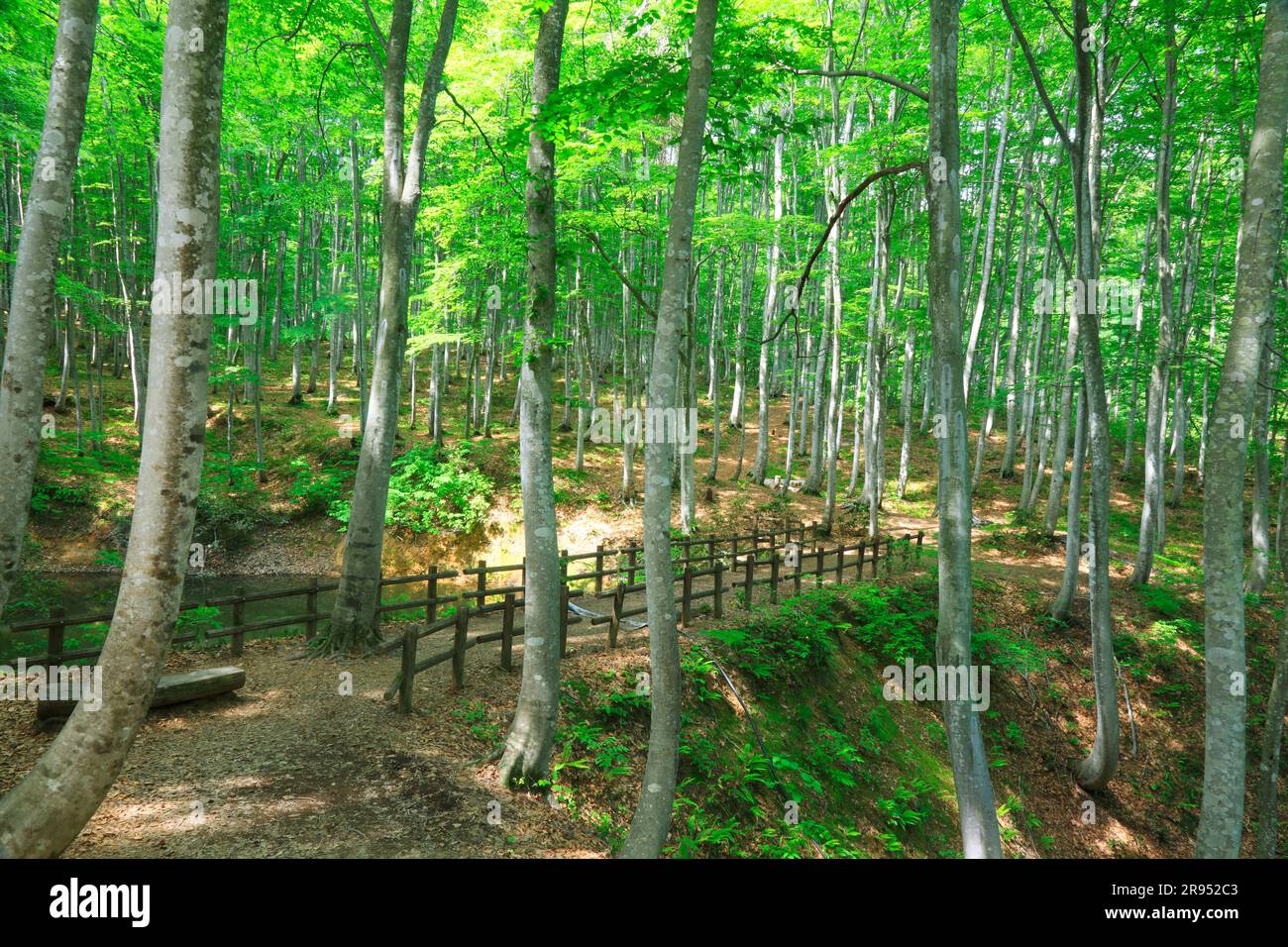 Japan buna forest hi-res stock photography and images - Alamy