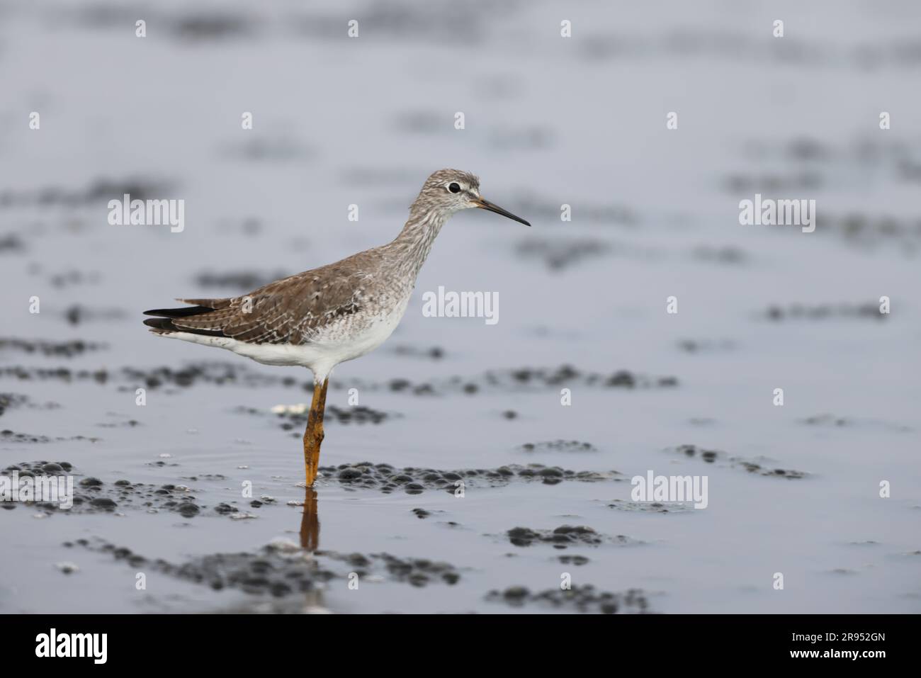 Lesser Yellowlegs (Tringa flavipes) in Jamaica Stock Photo - Alamy