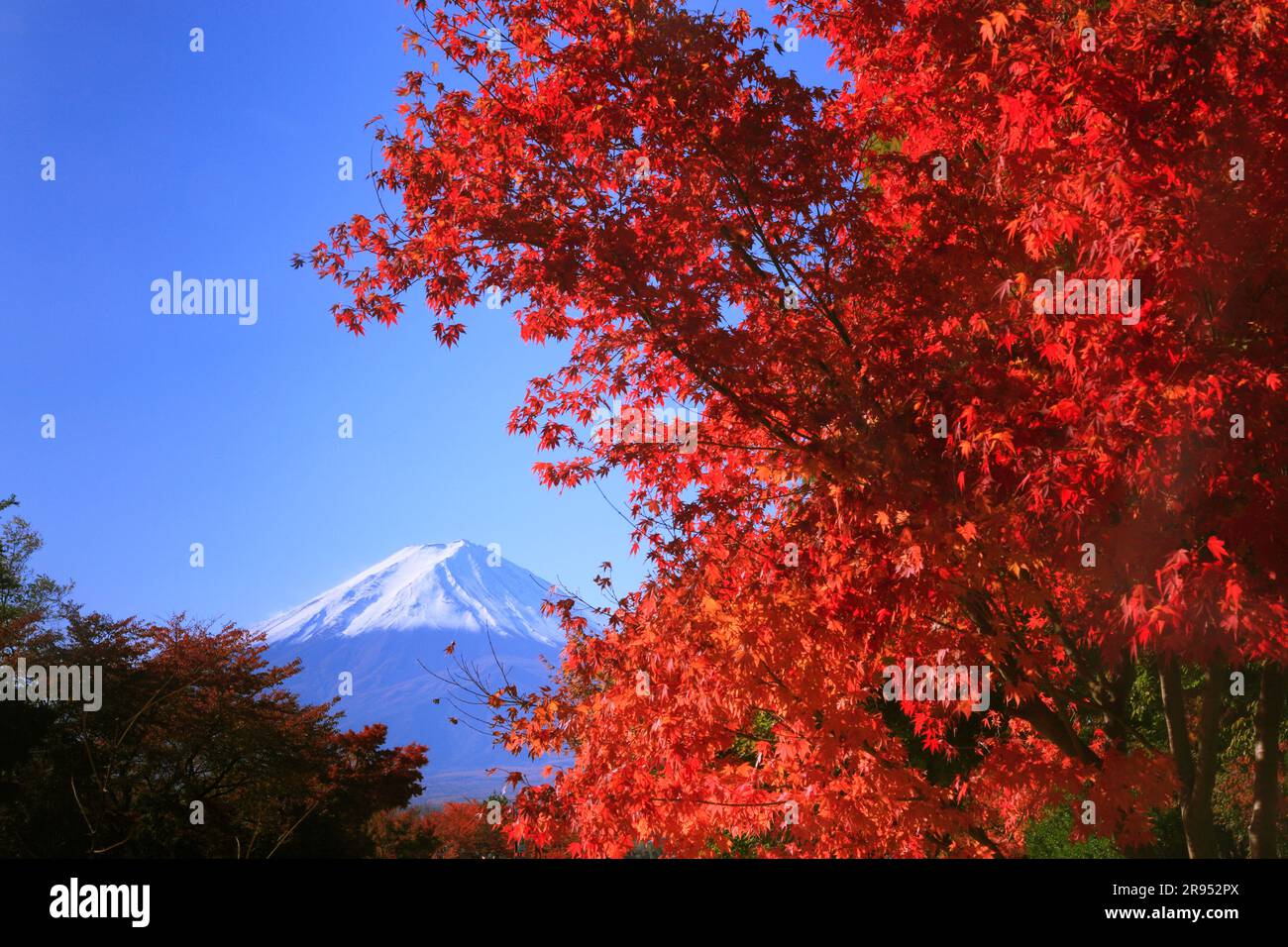 Autumn Leaves and Mount Fuji Stock Photo - Alamy
