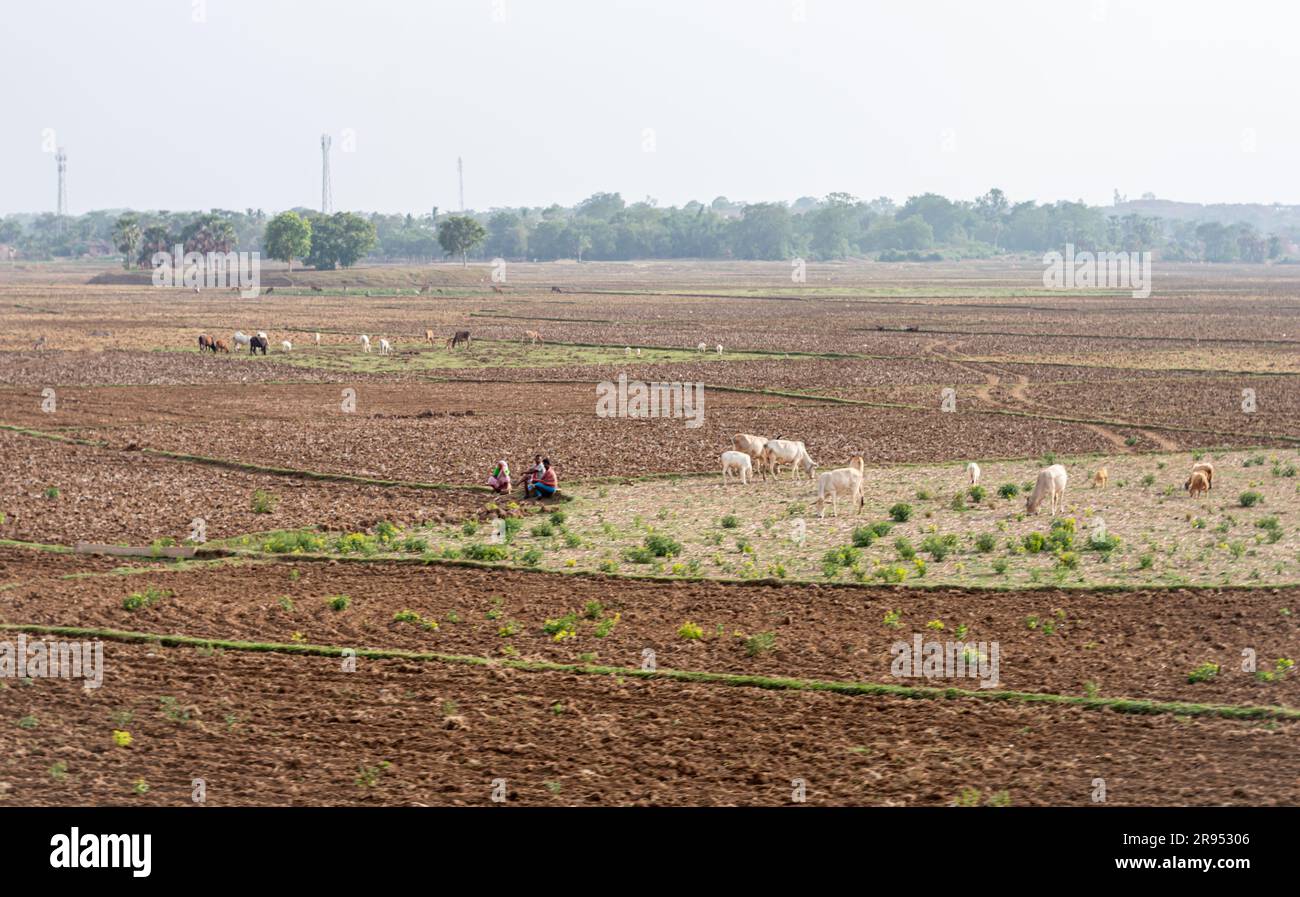 Cattles are grazing in the agriculture field at a distance against blue ...