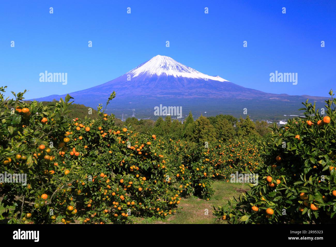 Mandarin orange mountain hi-res stock photography and images - Alamy
