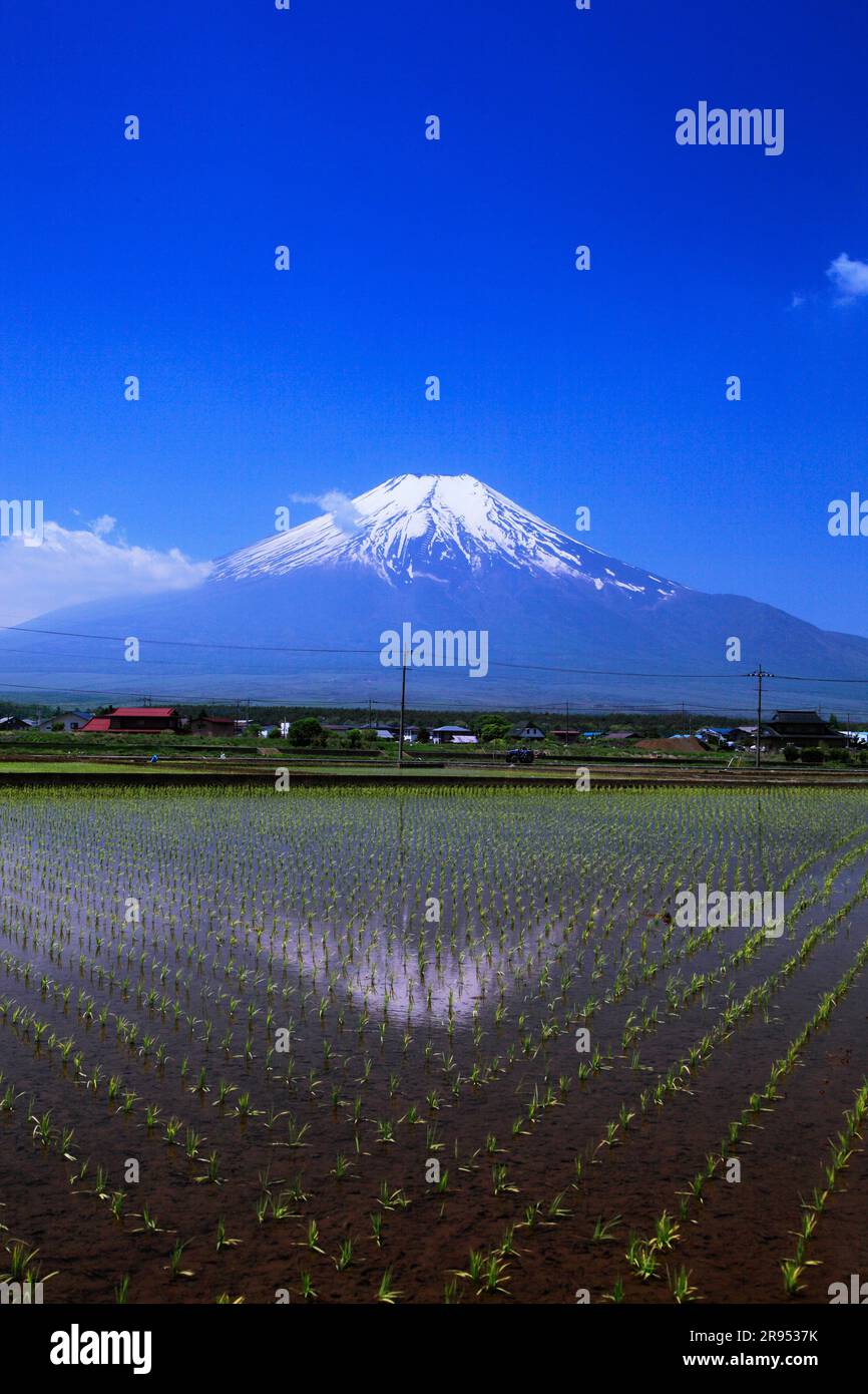 Paddy and Mount Fuji Stock Photo - Alamy