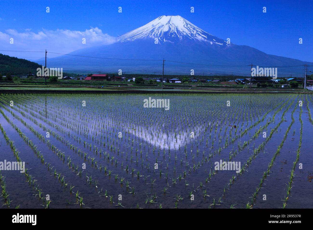 Paddy and Mount Fuji Stock Photo - Alamy